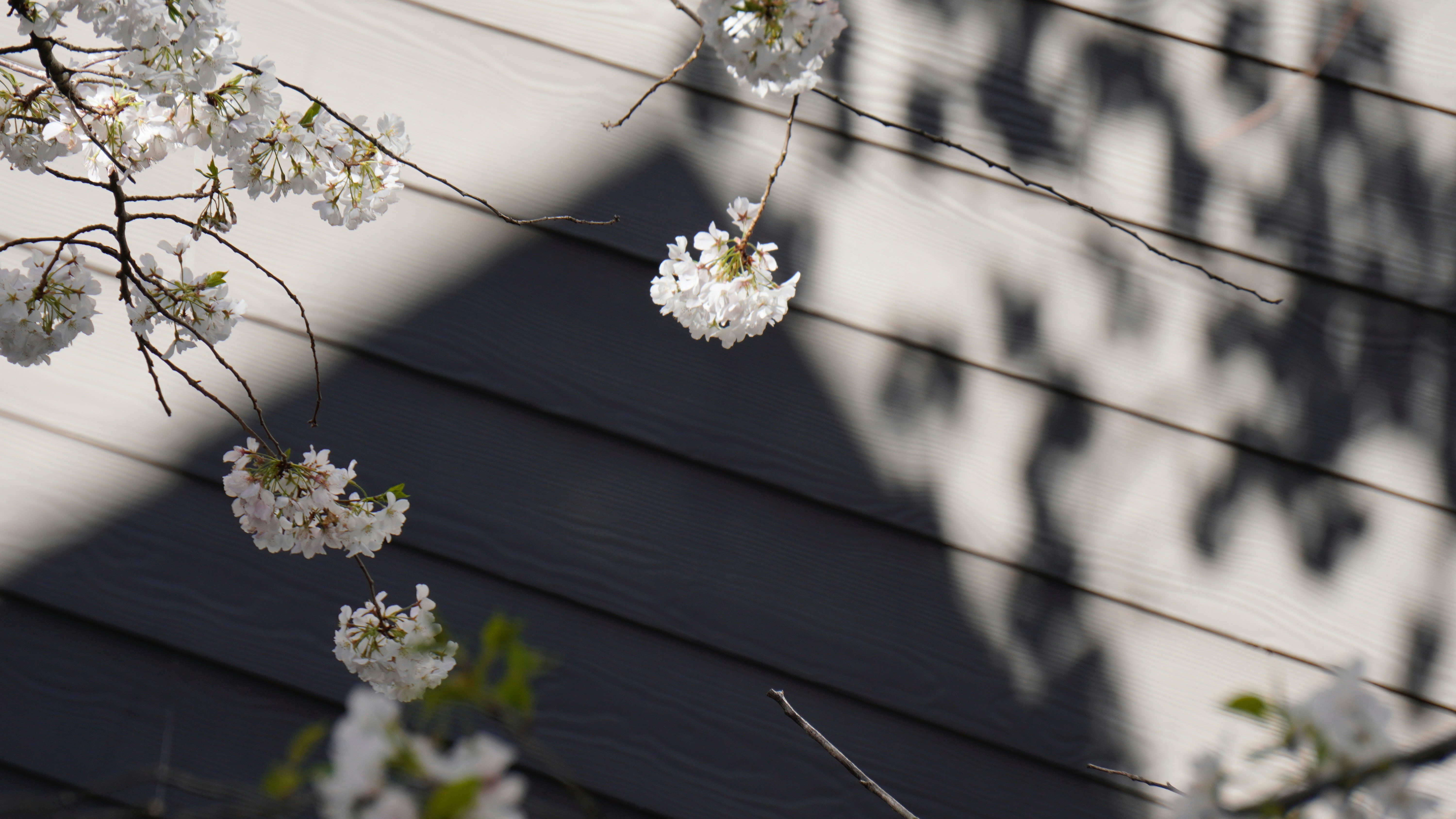 Cherry blossoms bloom with shadows in the background.