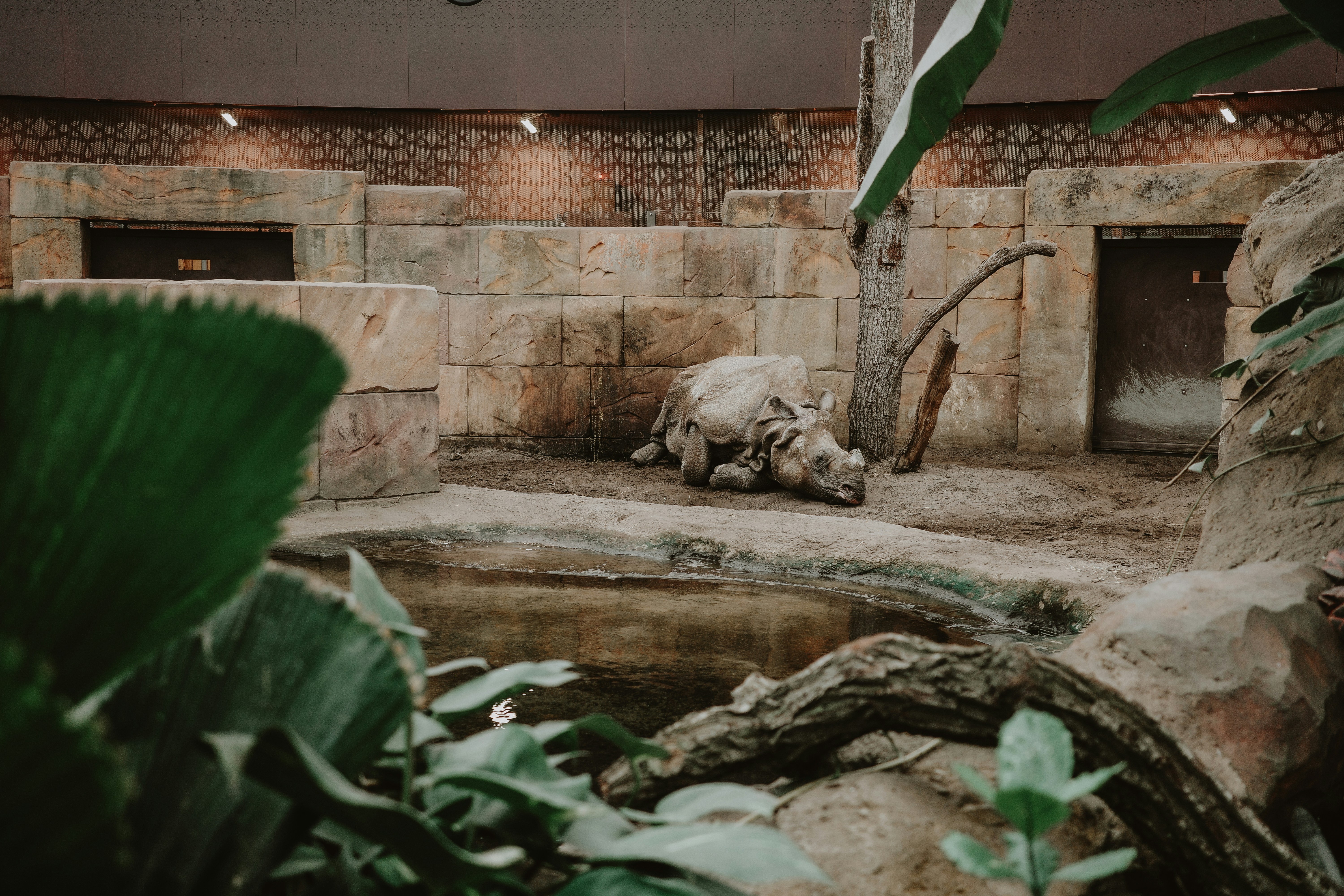 Rhinoceros rests in an enclosed exhibit at the zoo. photo – Free Animal ...