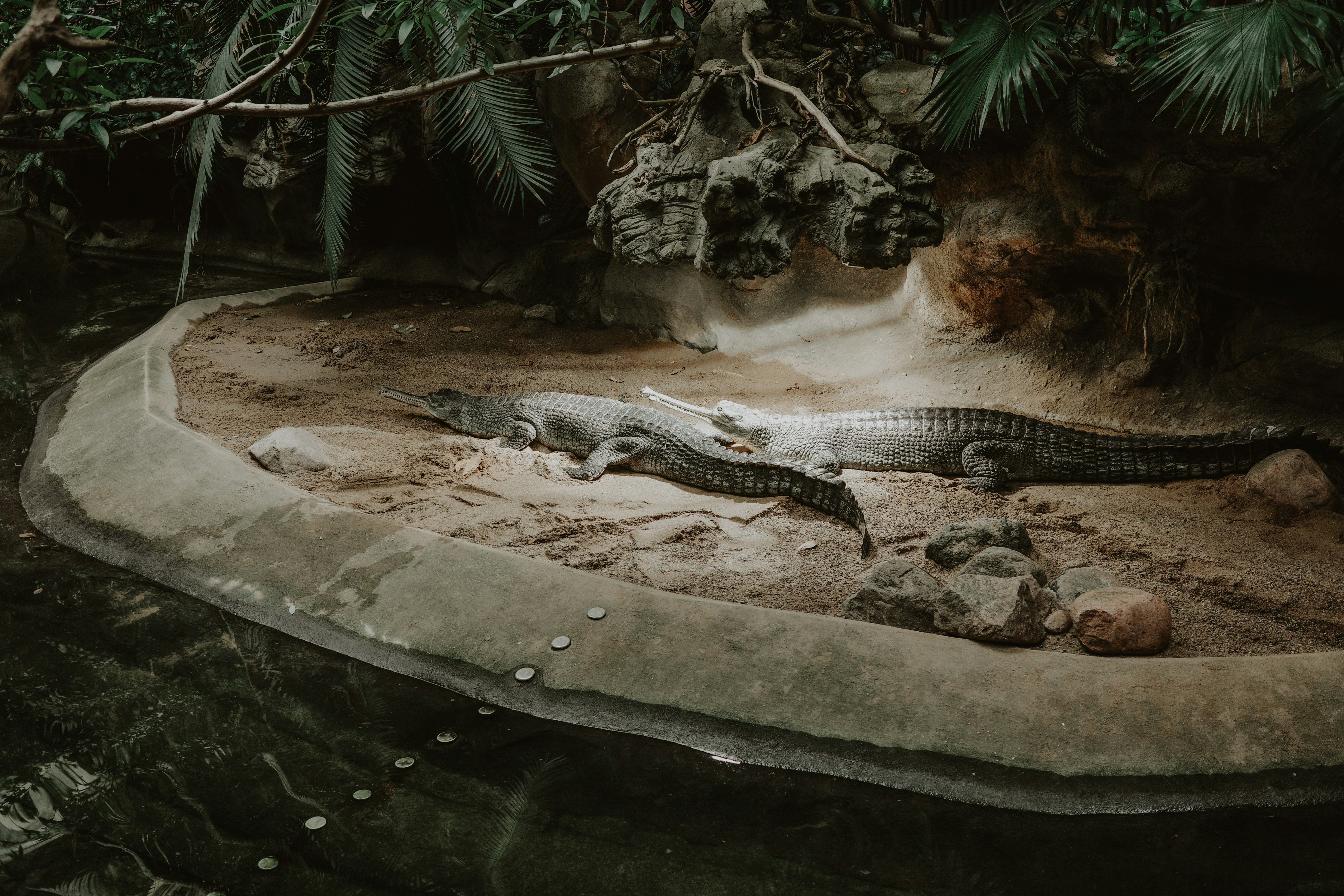 Terrarium Tranquility: Crocodile at the Water's Edge
