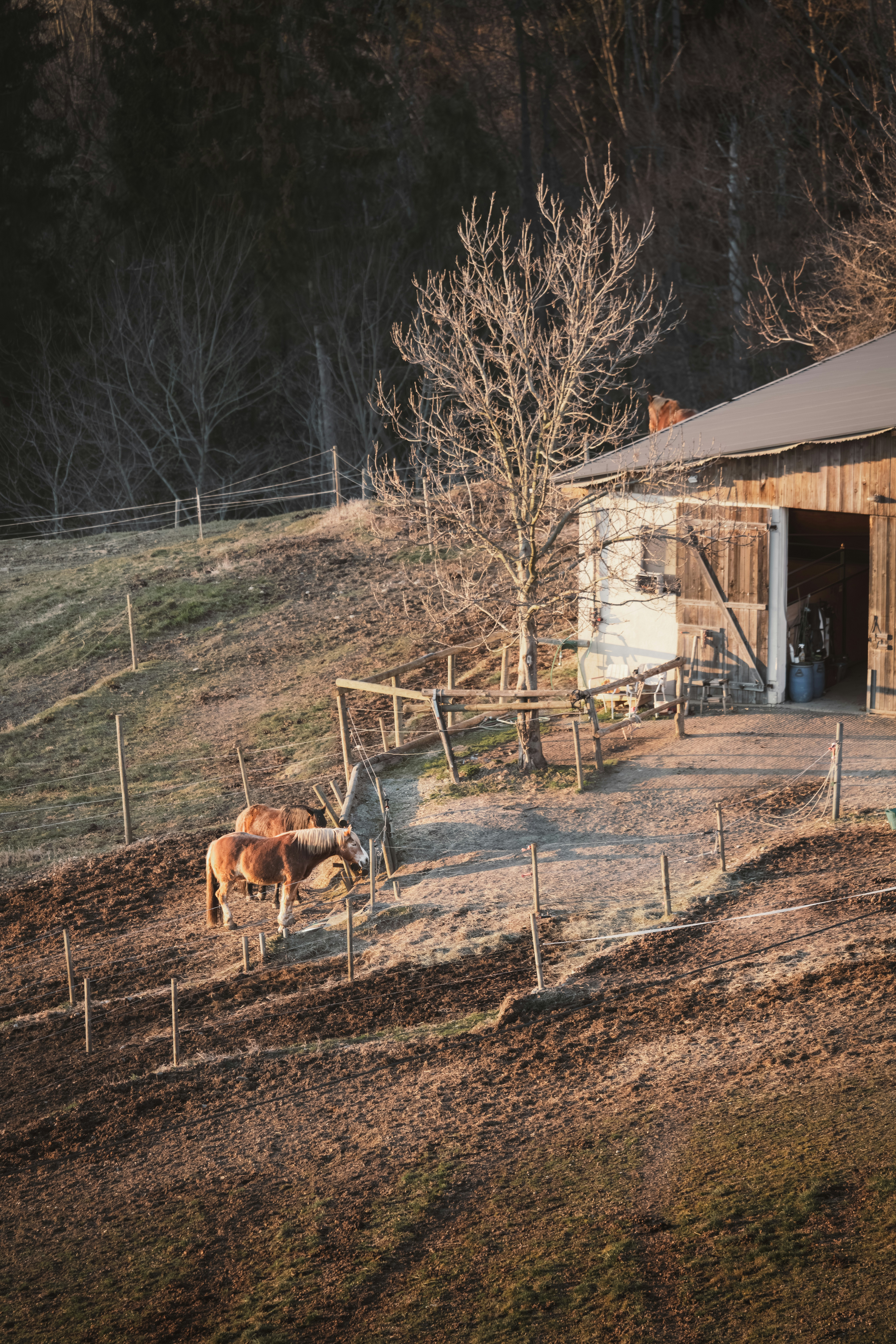 Golden Hour at Hill Farm: Two Horses Beside a Weathered Barn