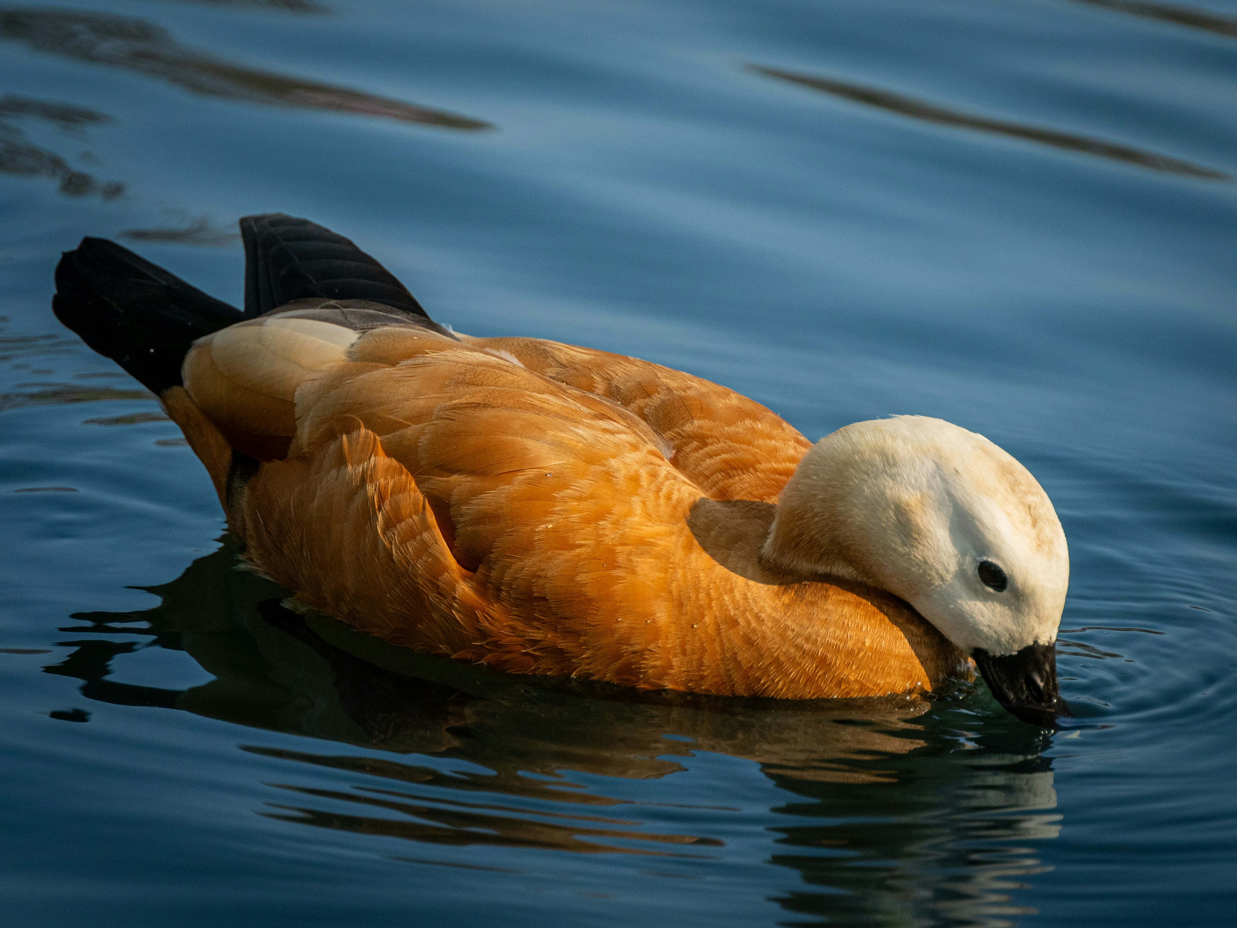 Golden Duck Drifting on Tranquil Waters