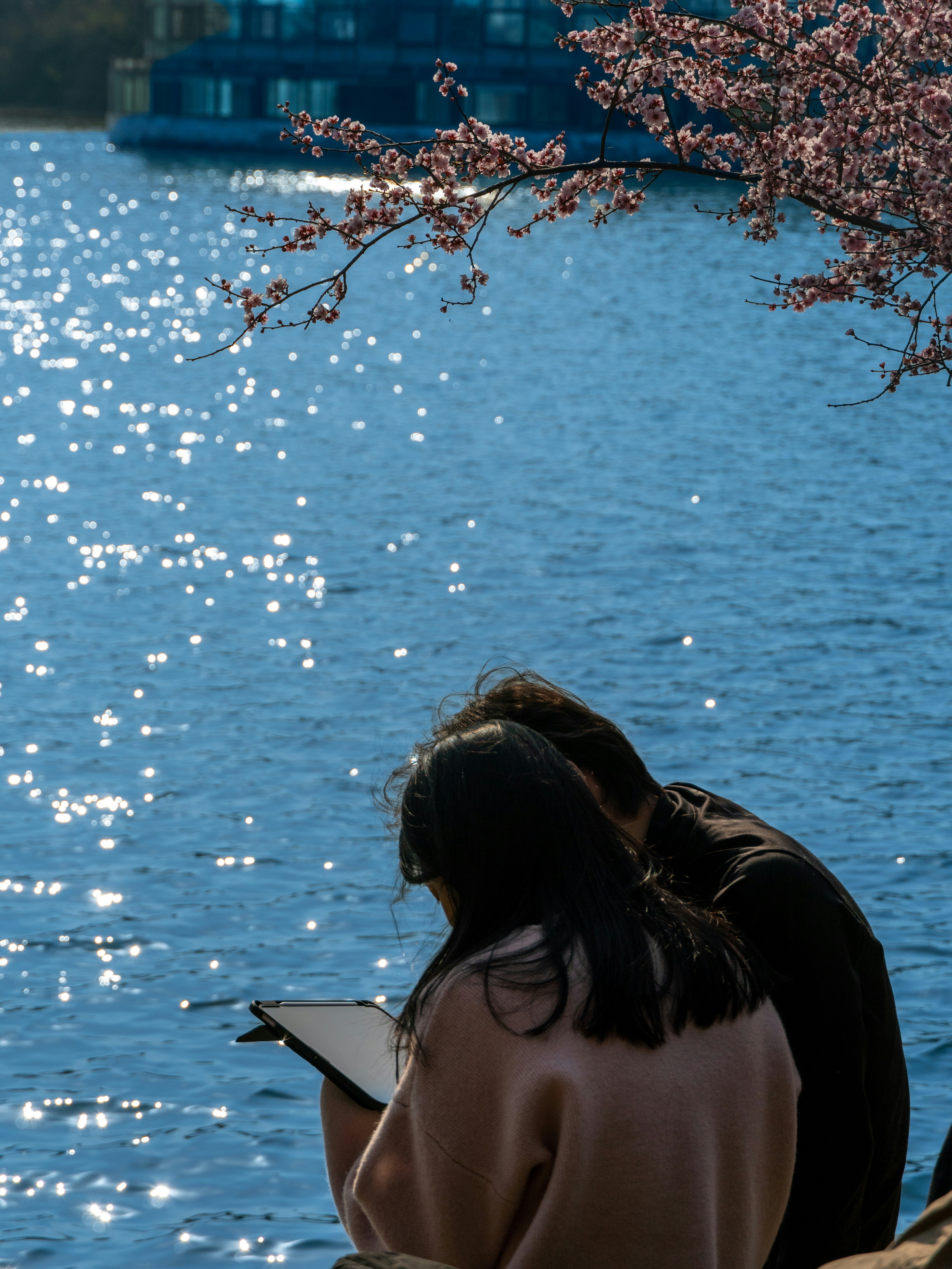 Two people seated by a sparkling lake under cherry blossom branches.