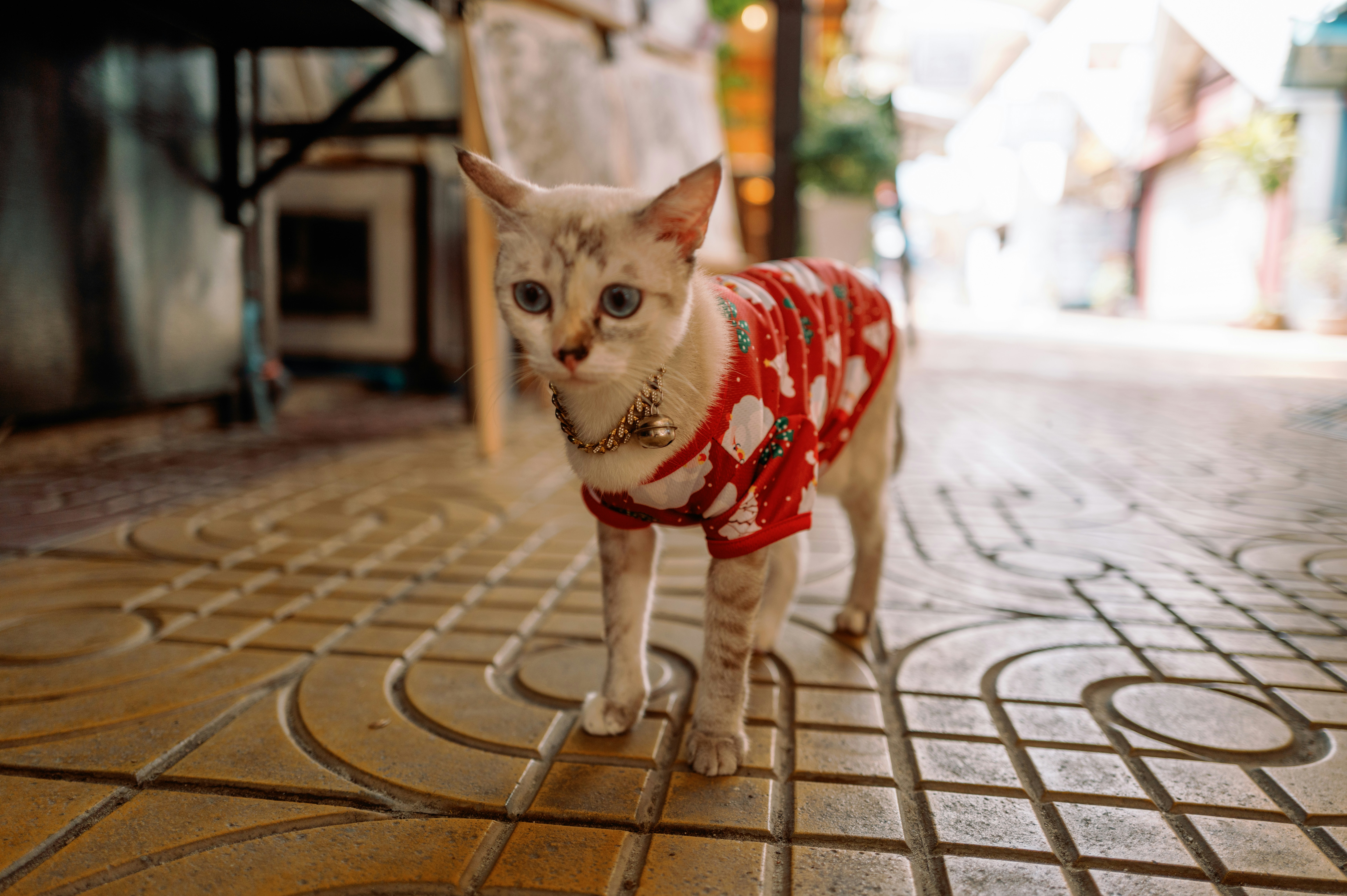 Whiskers in Red Sweater on Sunlit Tiles