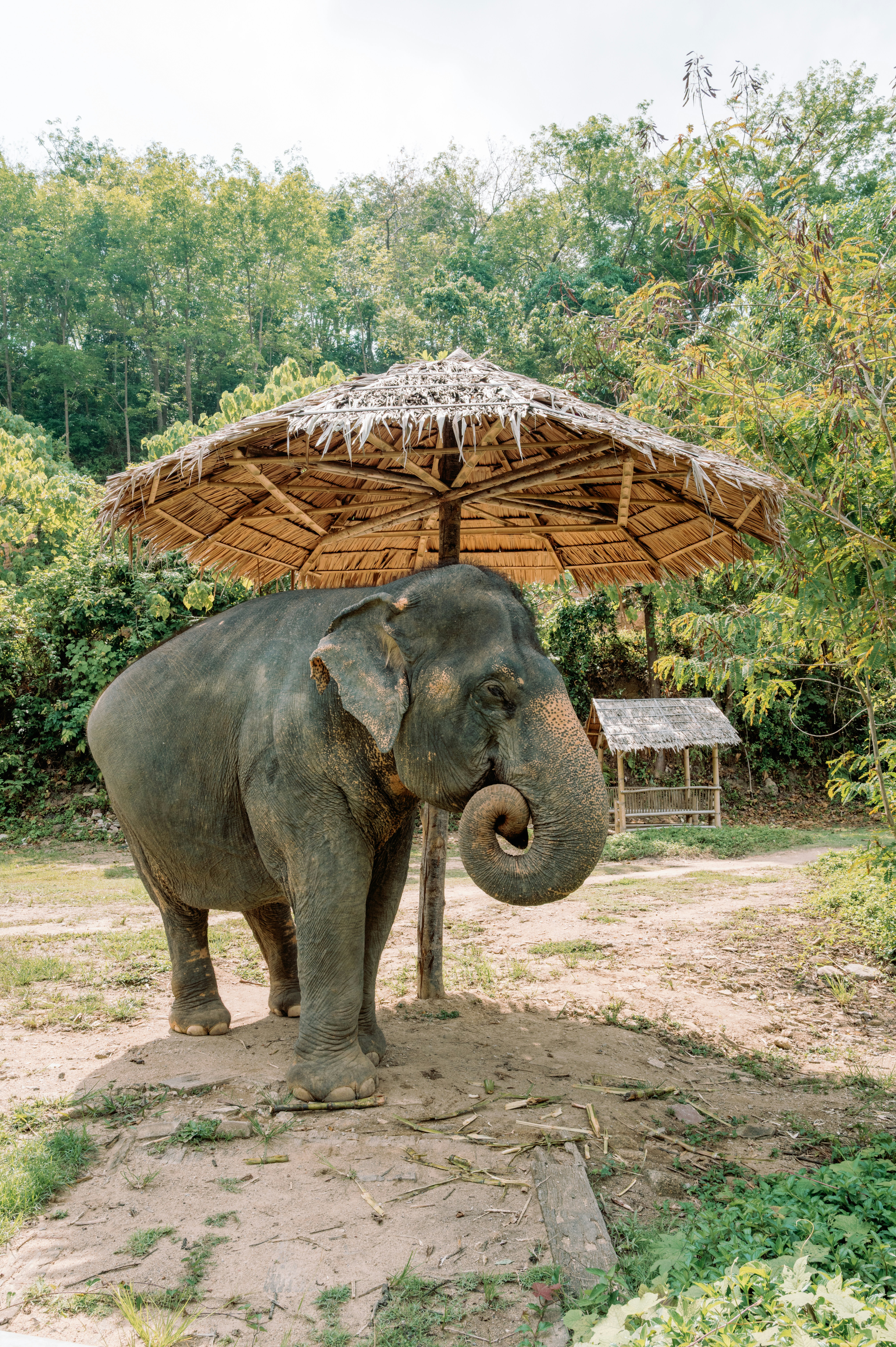 Straw-Thatched Shelter, Quiet Giant: An Elephant in Sunlit Serenity