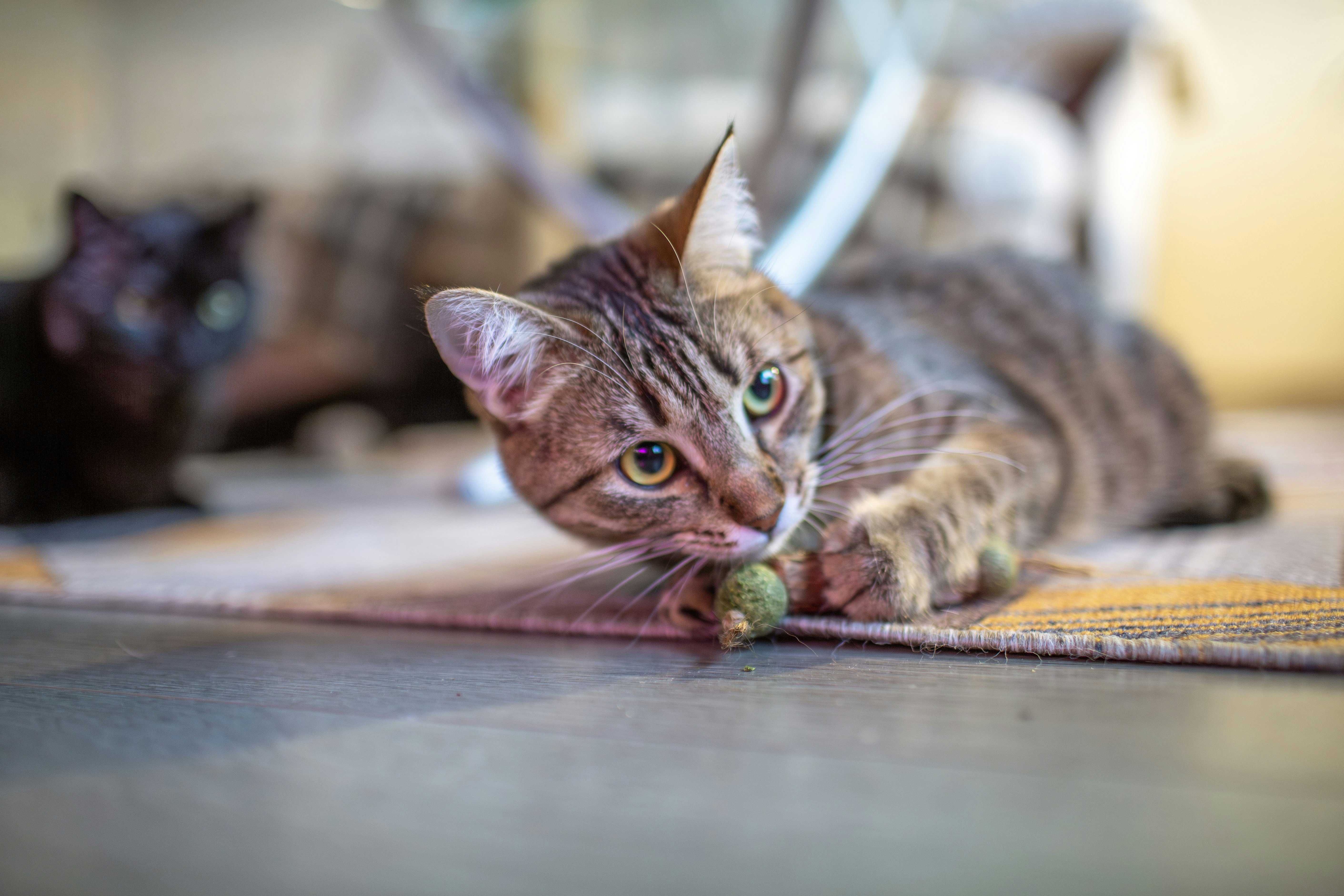 Catnip Pictures | Download Free Images on Unsplash