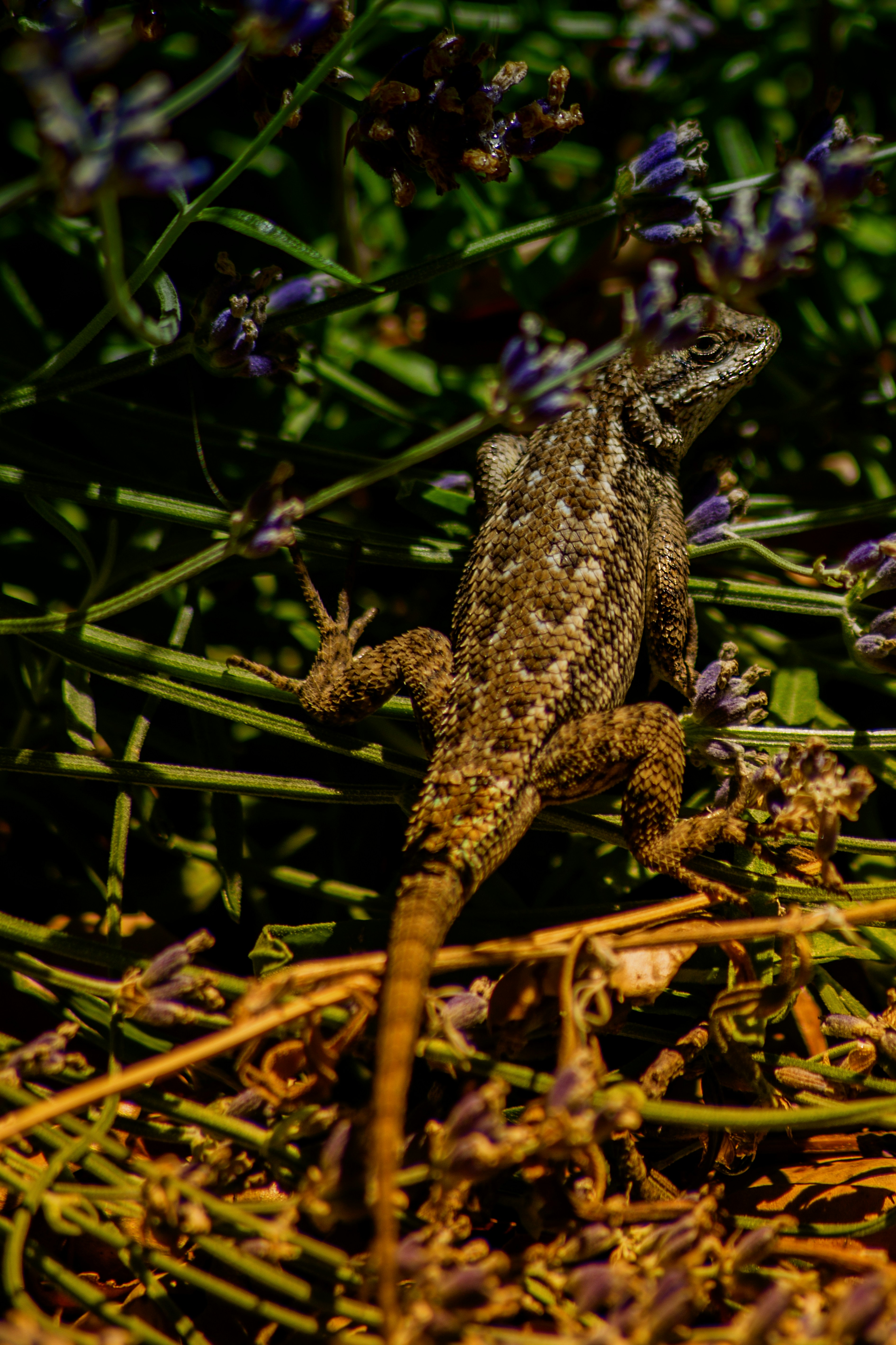 Sagebrush lizard perched on vibrant lavender stems under sunlight.
