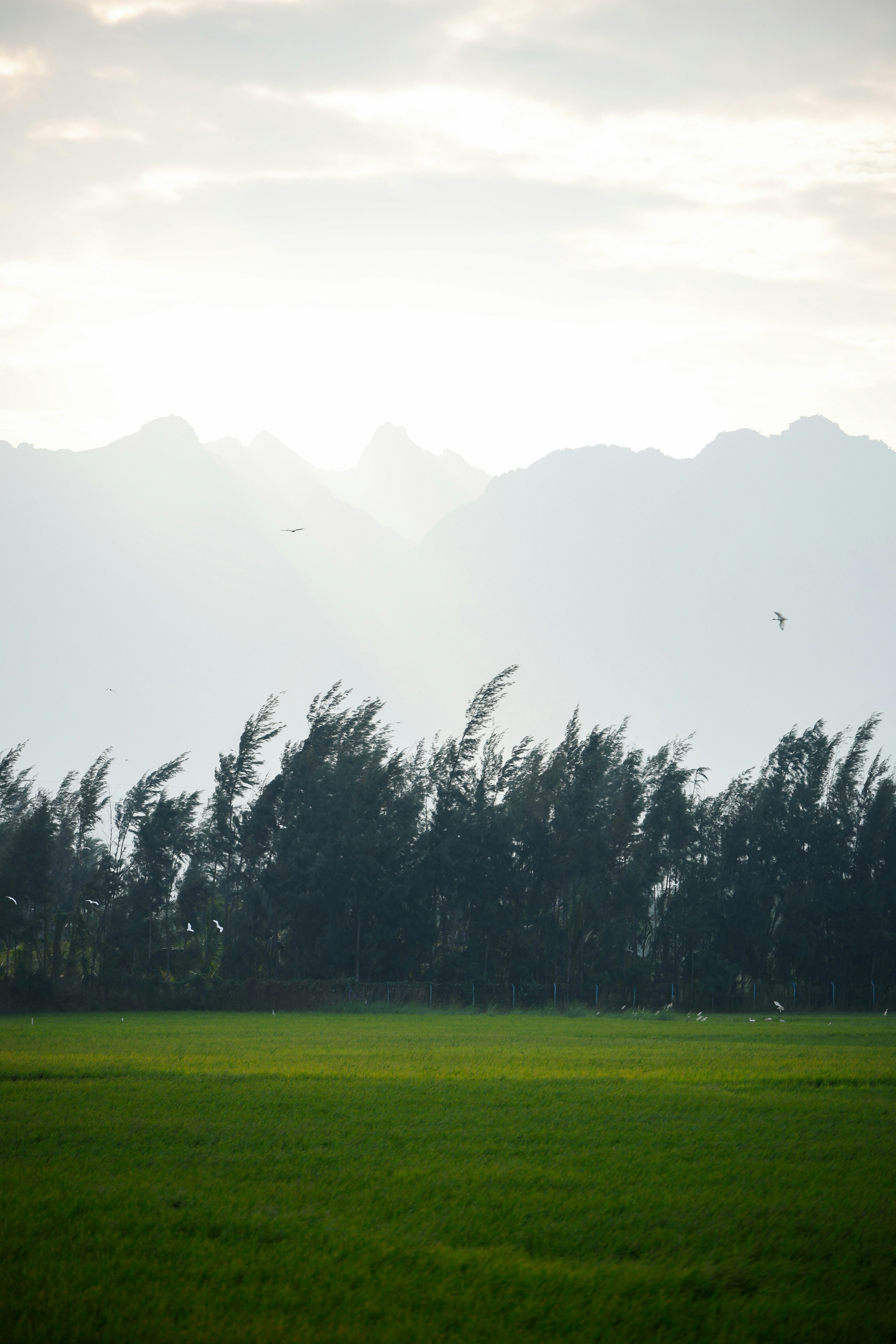 Whispers of the Wind and Mountains
