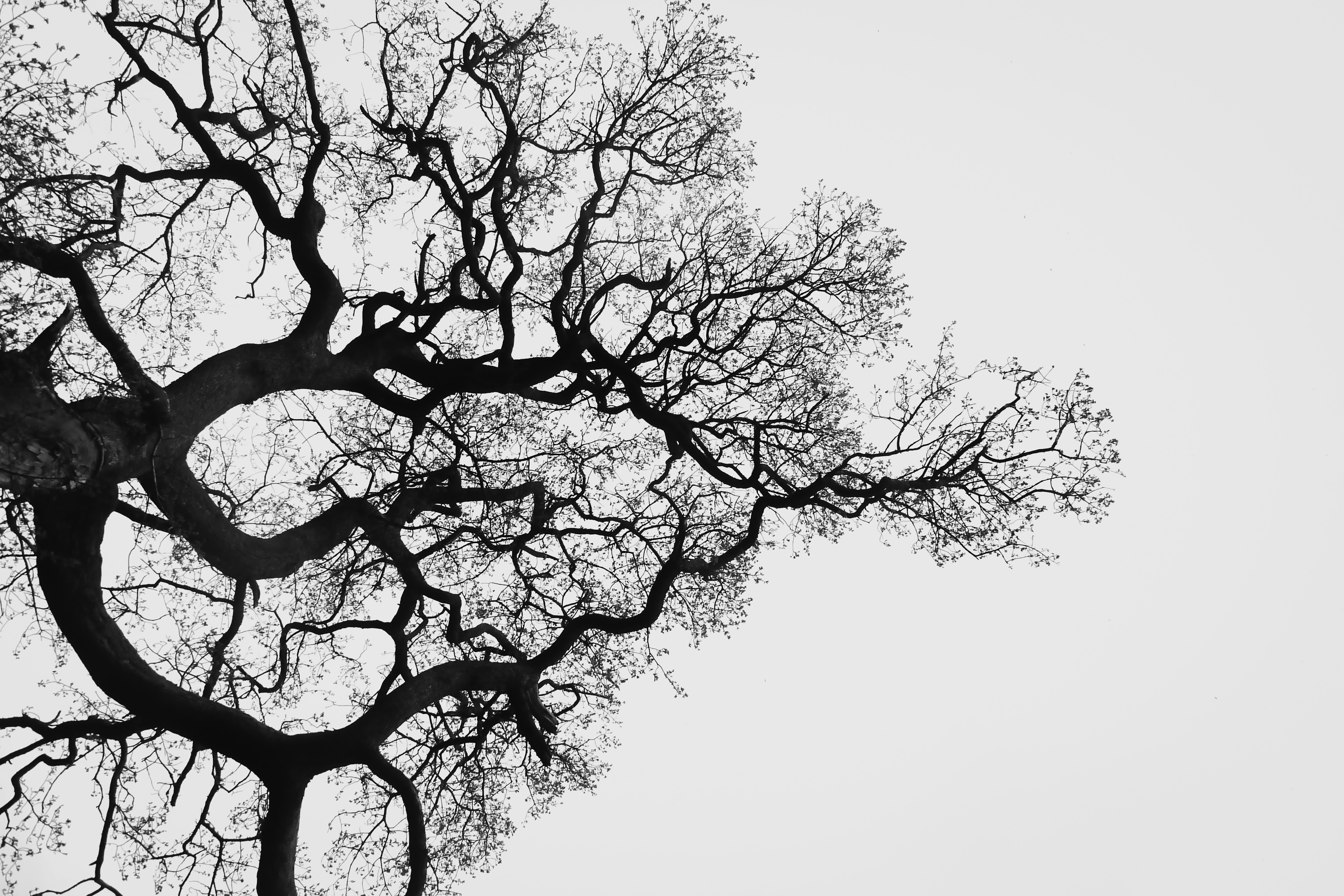 Silhouetted tree branches spread intricately against a stark white sky.