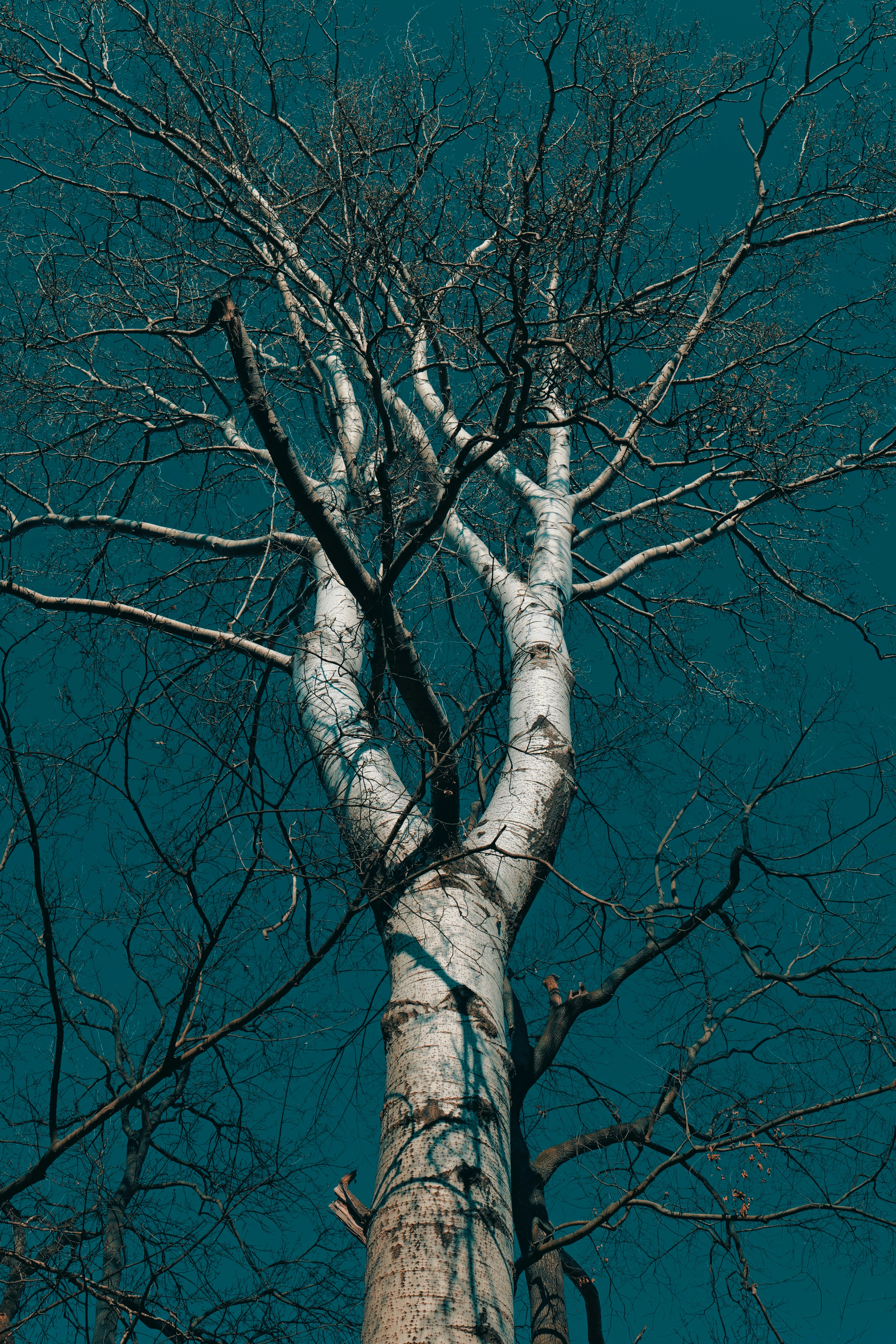 Bare birch tree with a pale trunk and intricate network of branches reaches upward against a deep teal sky.