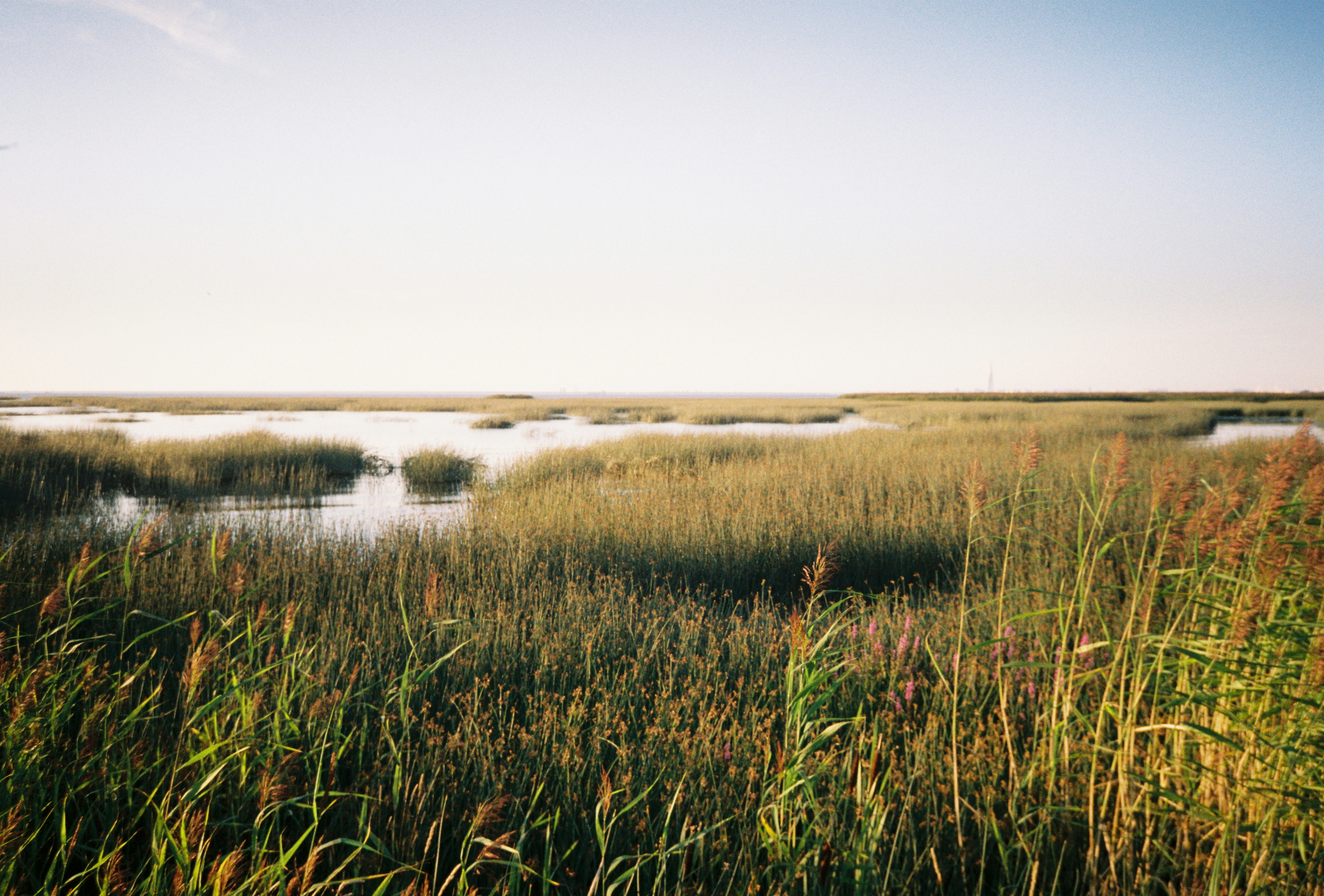 A grassy marsh stretches towards the horizon. photo – Free Land Image ...