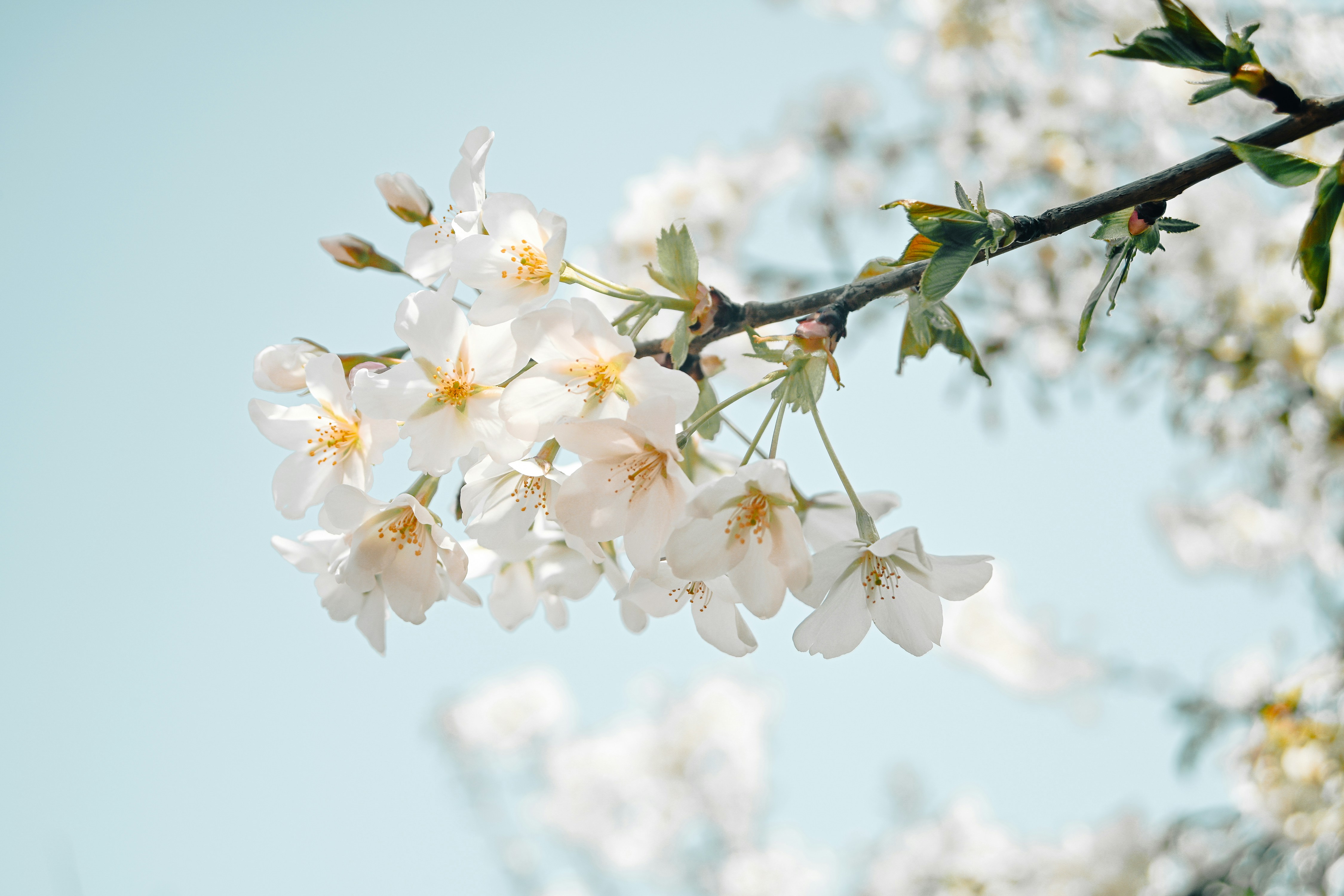 White cherry blossoms on a branch set against a soft blue sky.