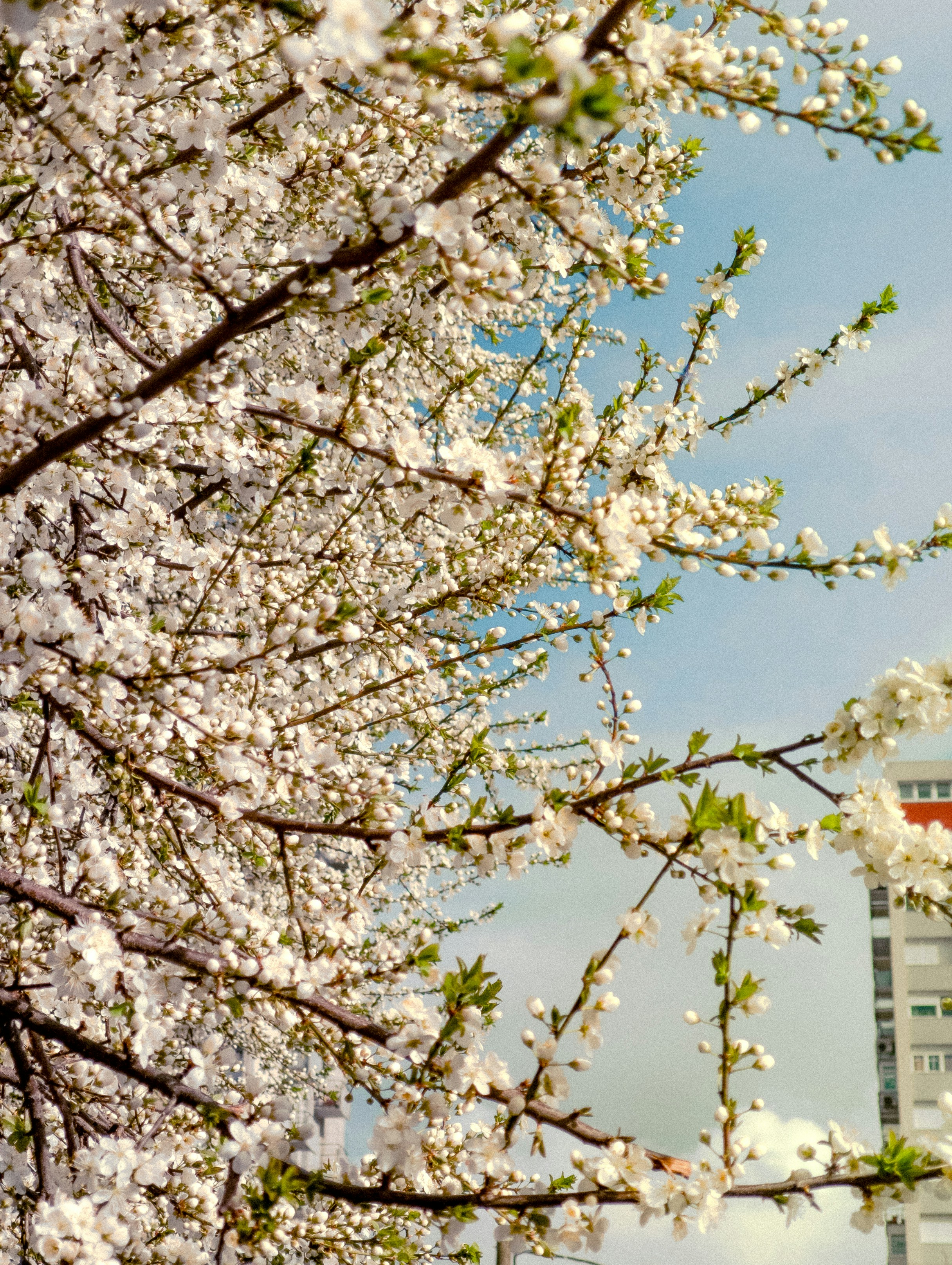 White blossoms on tree branches with a tall building in the background against a clear blue sky.