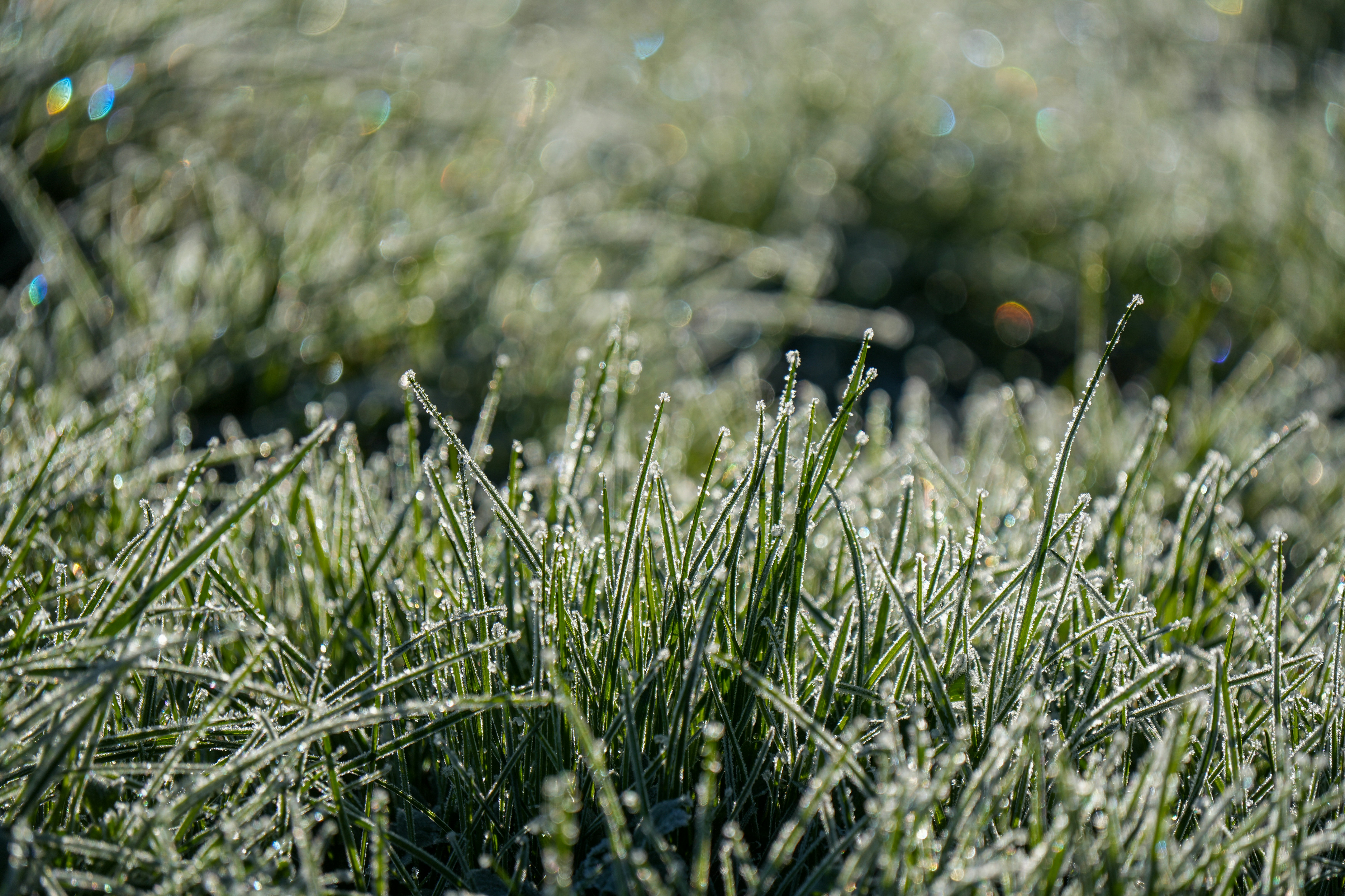 Photo by Nikola  Tomašić with Sony Alpha 7 IV