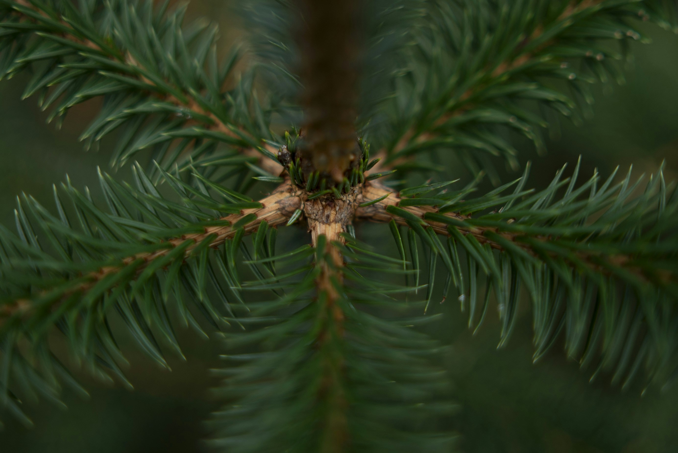 Central Needle Cloister: A Macro Portrait of a Conifer Spine