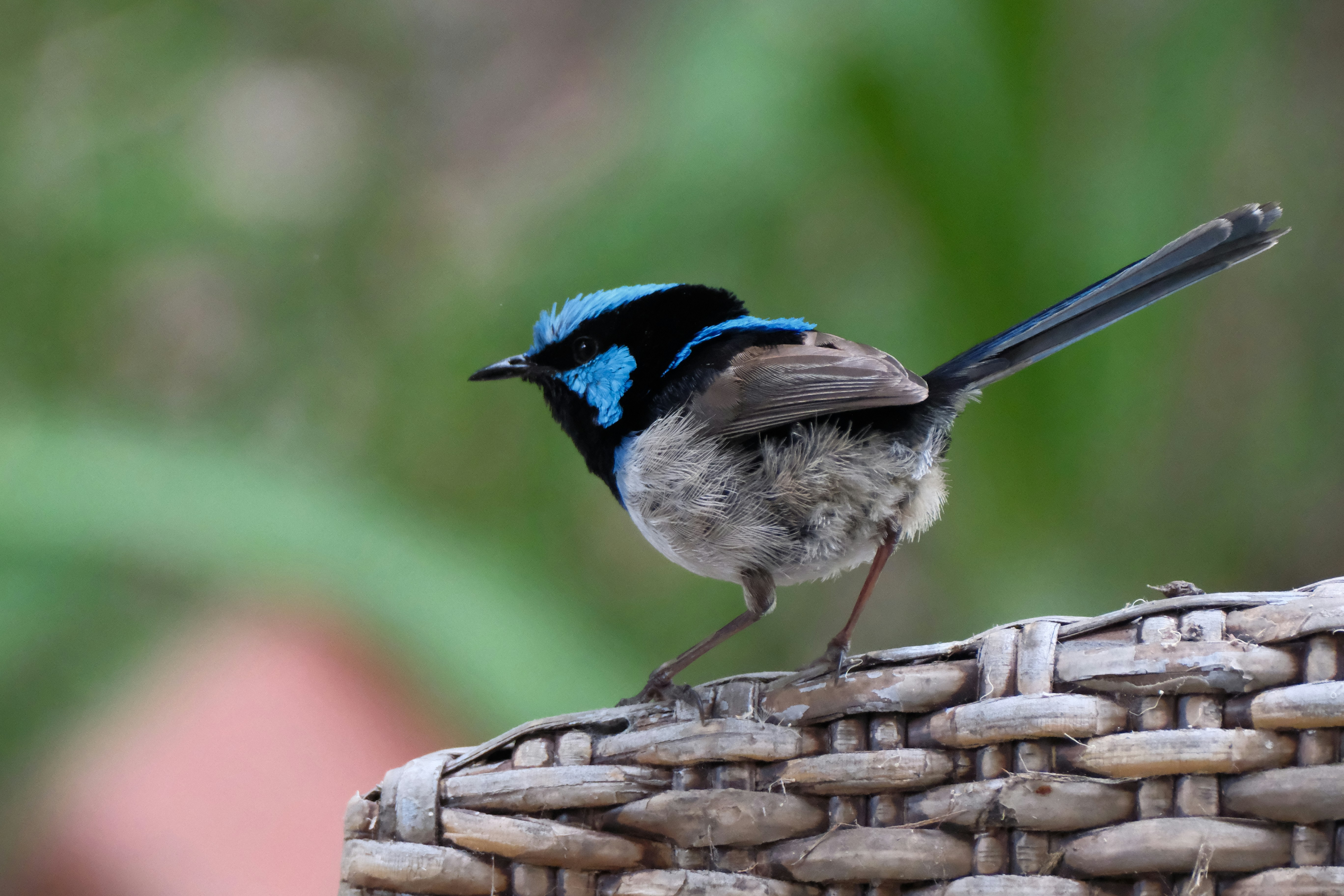 A blue-crowned superb fairy-wren poses on a chair. photo – Free Animal ...