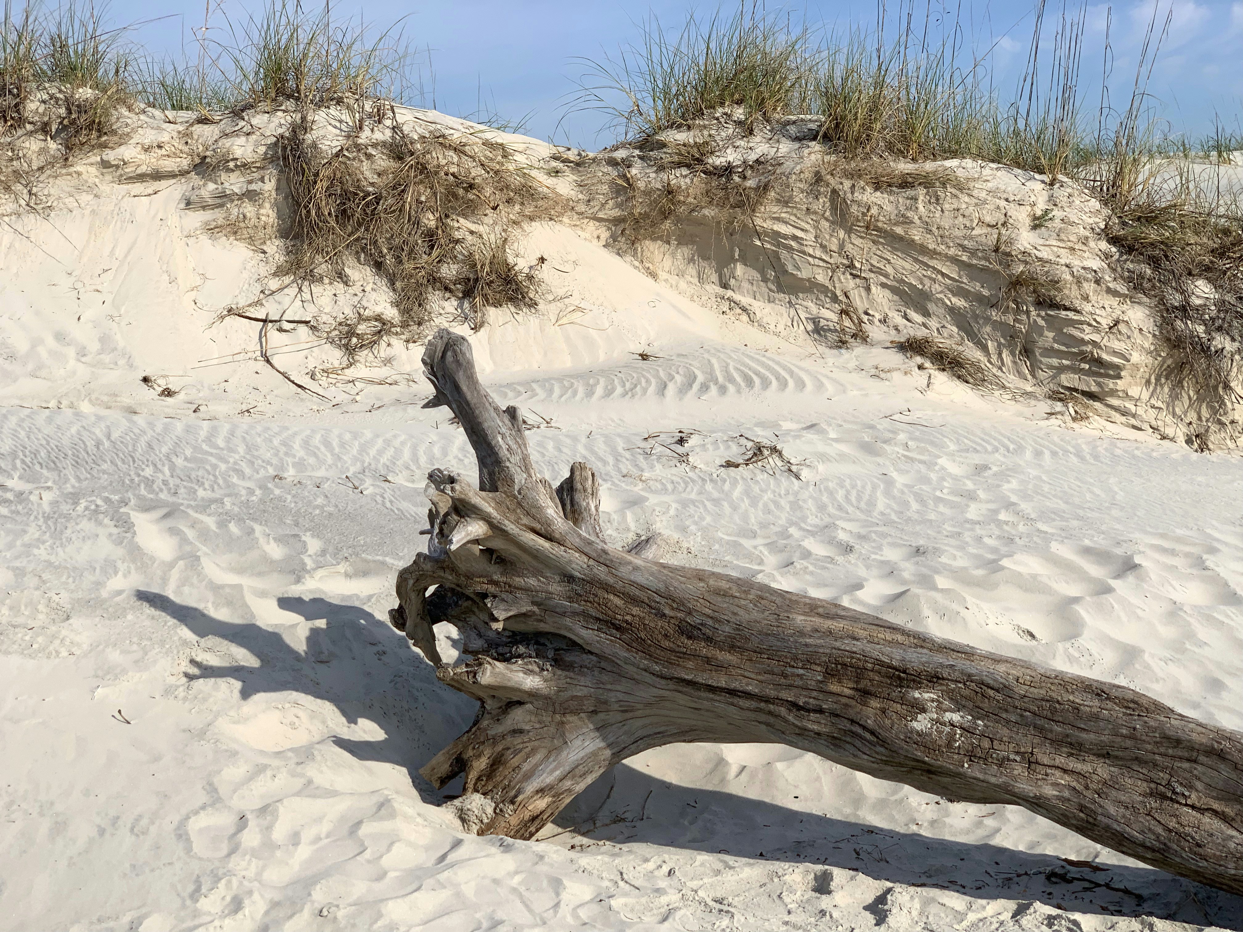 Wind-Worn Driftwood Reaching Across a Quiet Dune Beach