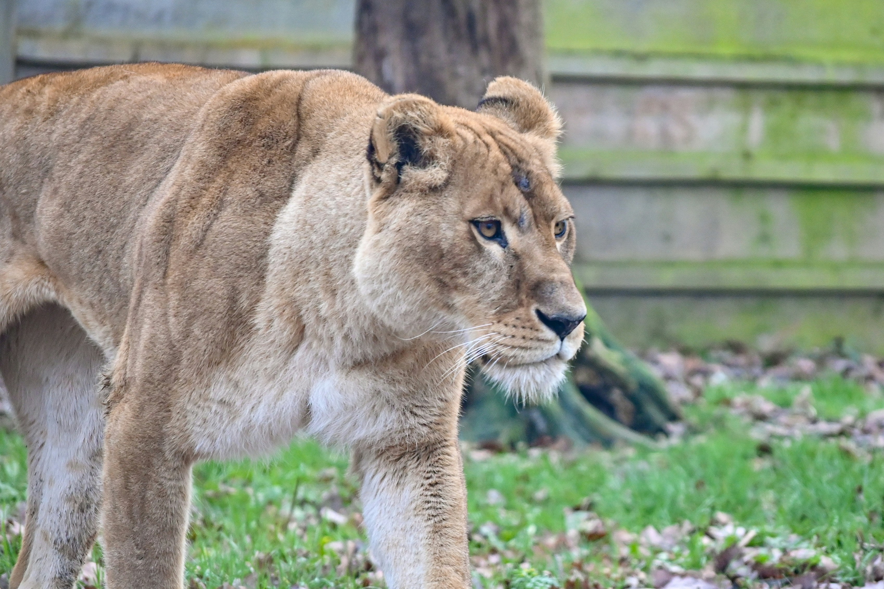 A lioness walks through a field. photo – Free Animal Image on Unsplash