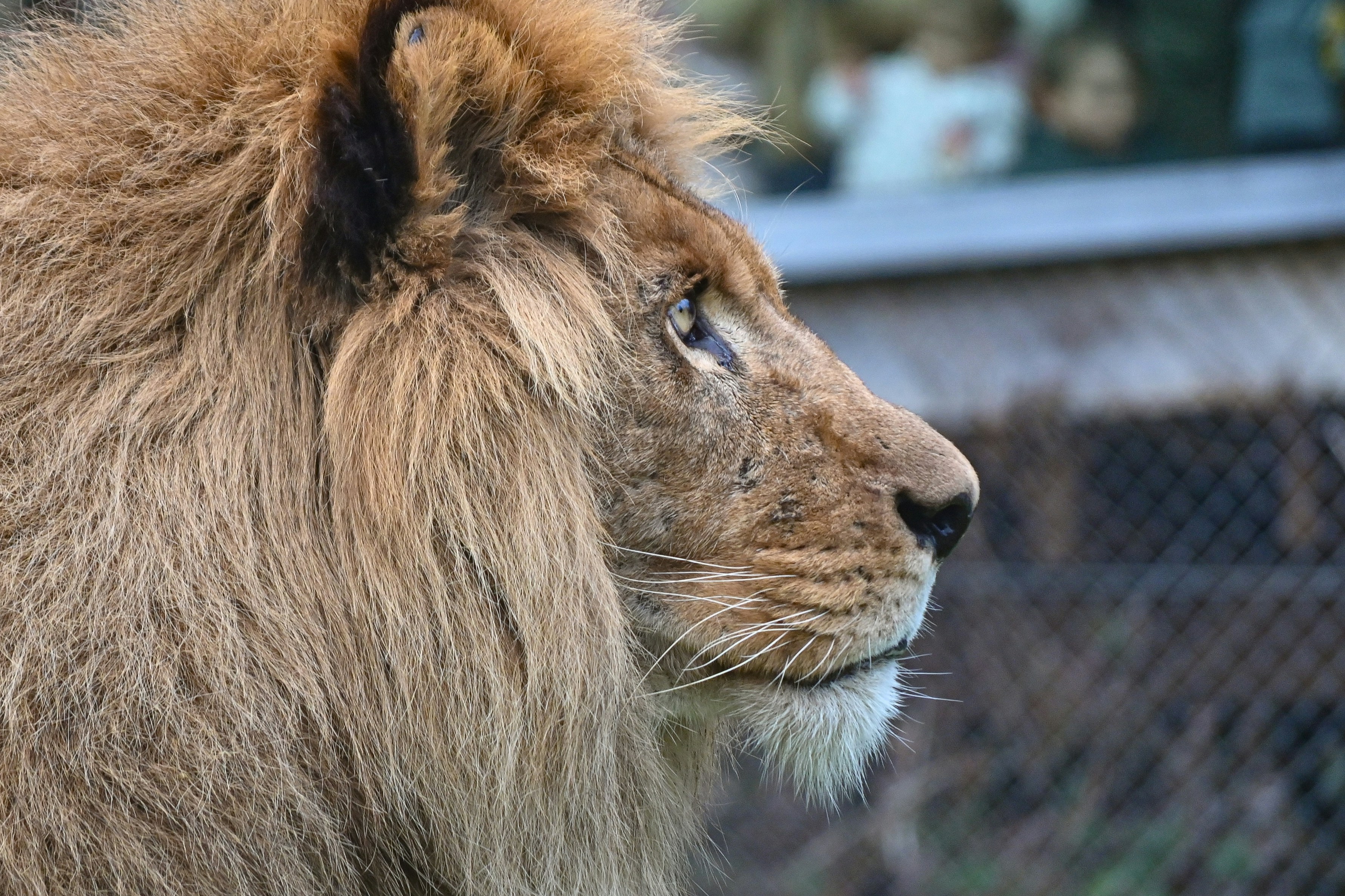Lion gazing intently with a background of blurred zoo visitors.