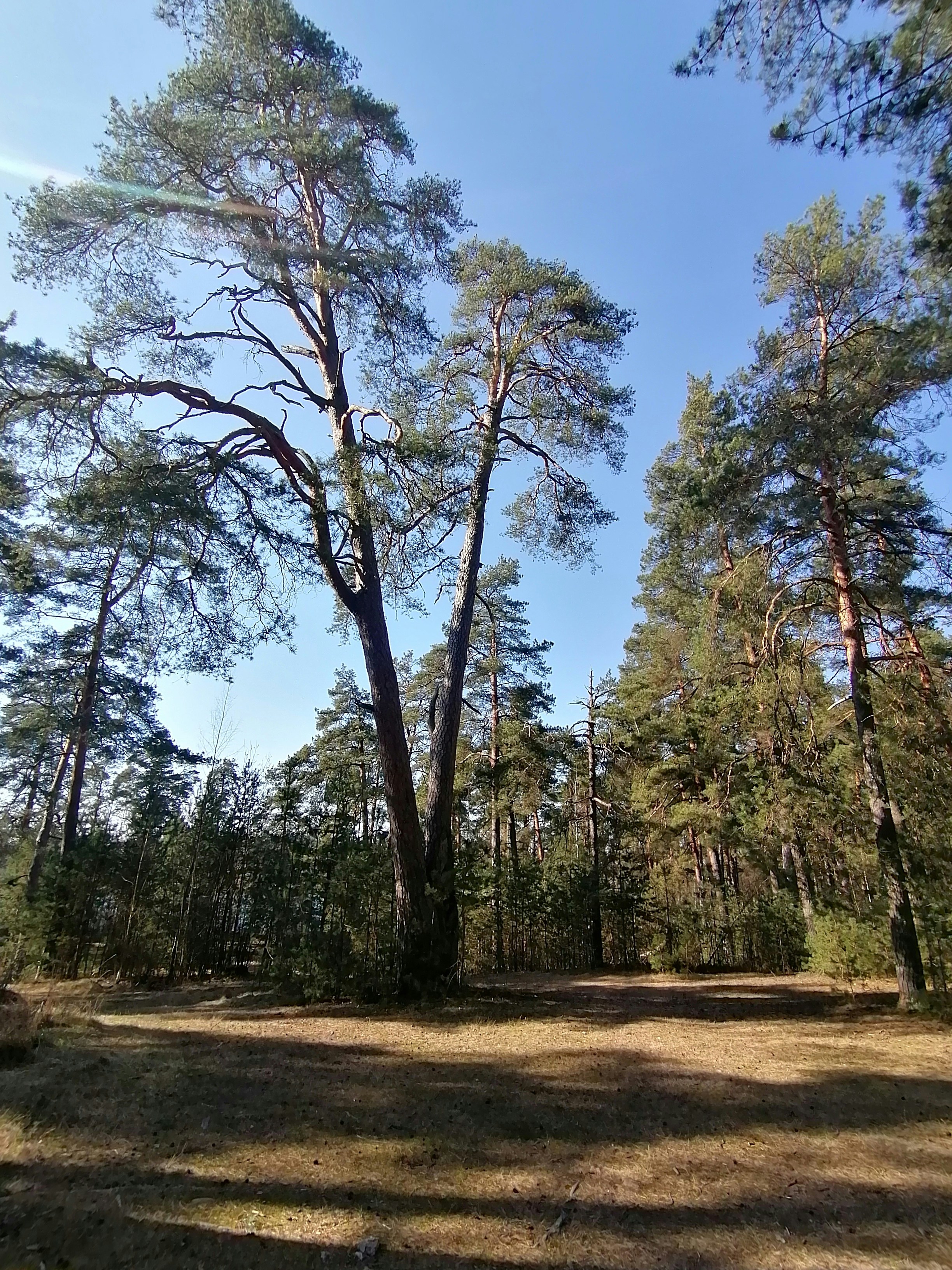 Tall trees reaching toward a bright blue sky. photo – Free Forest Image ...