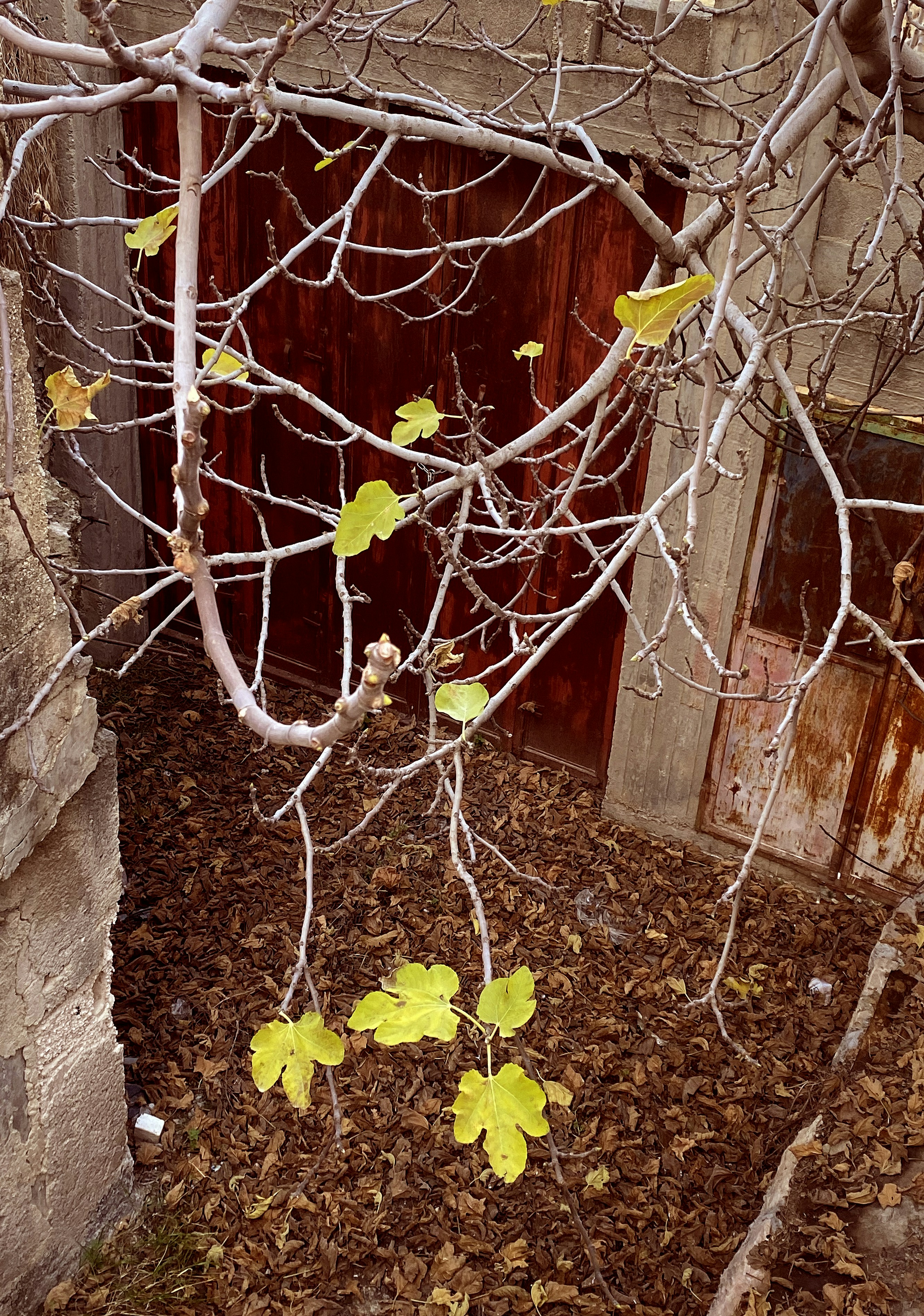 Branches with Emerging Green Leaves Framing Rustic Doorway