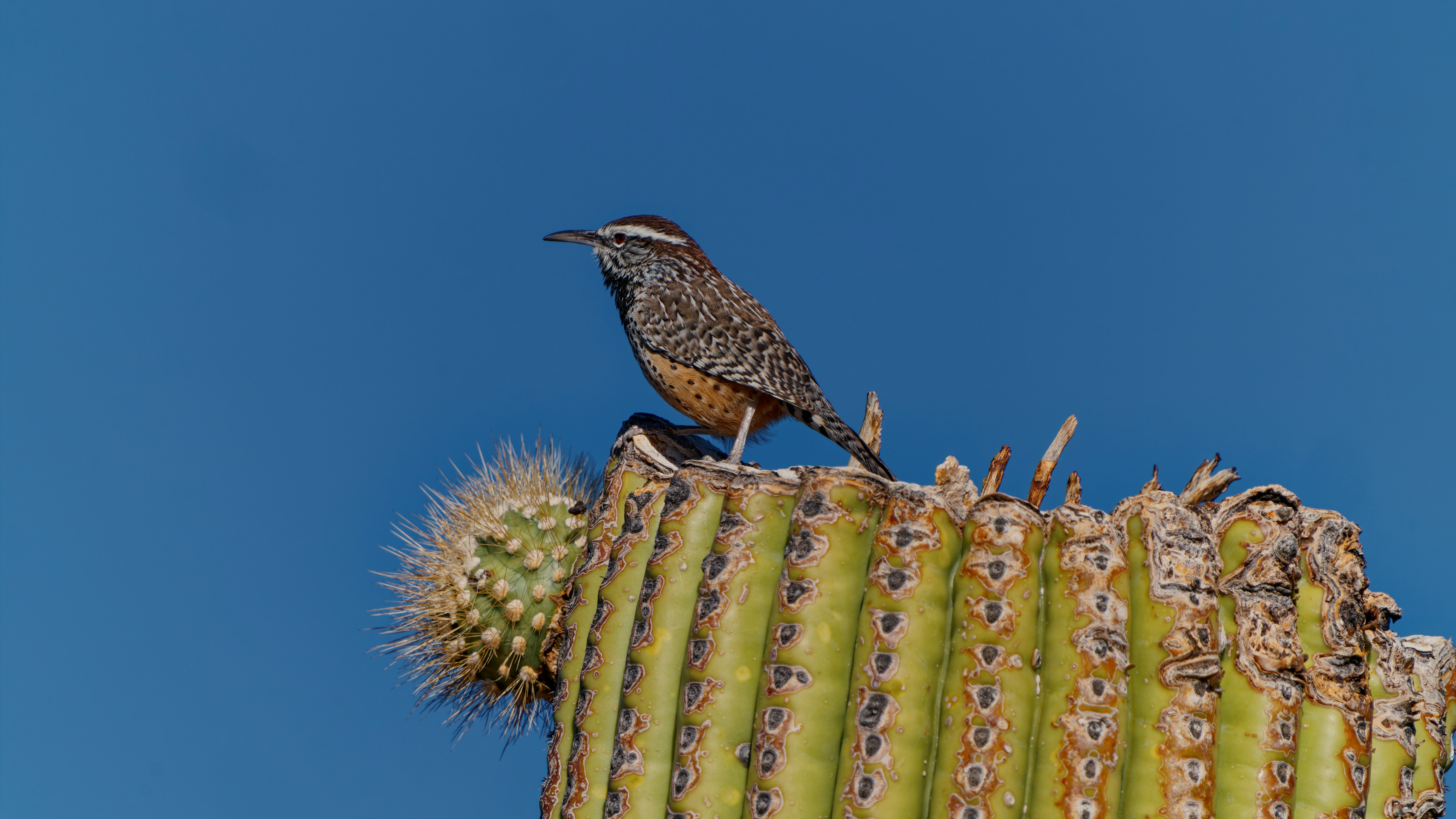 Cactus Wren