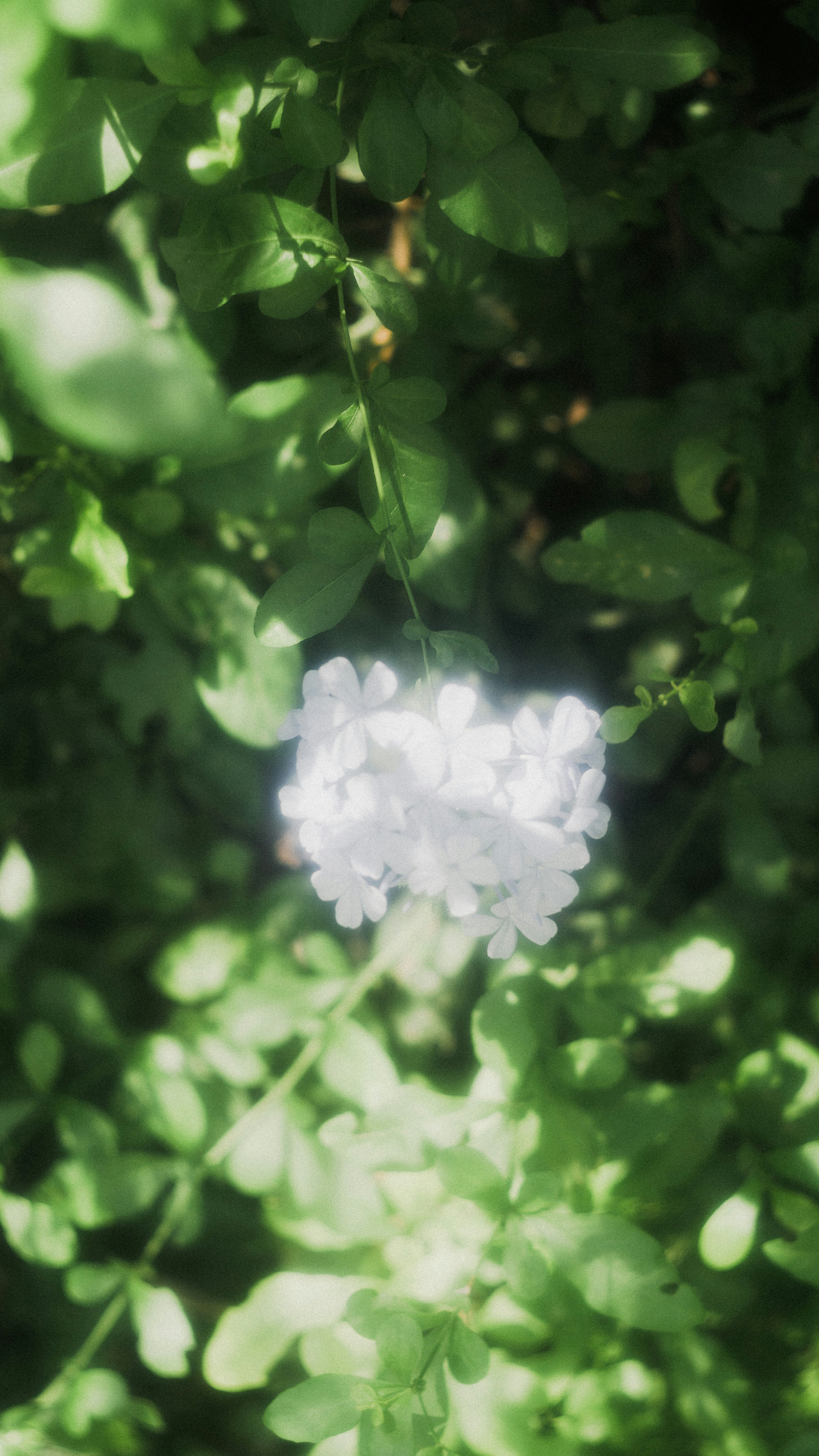 Soft-Lit Hydrangea in a Leafy Veil