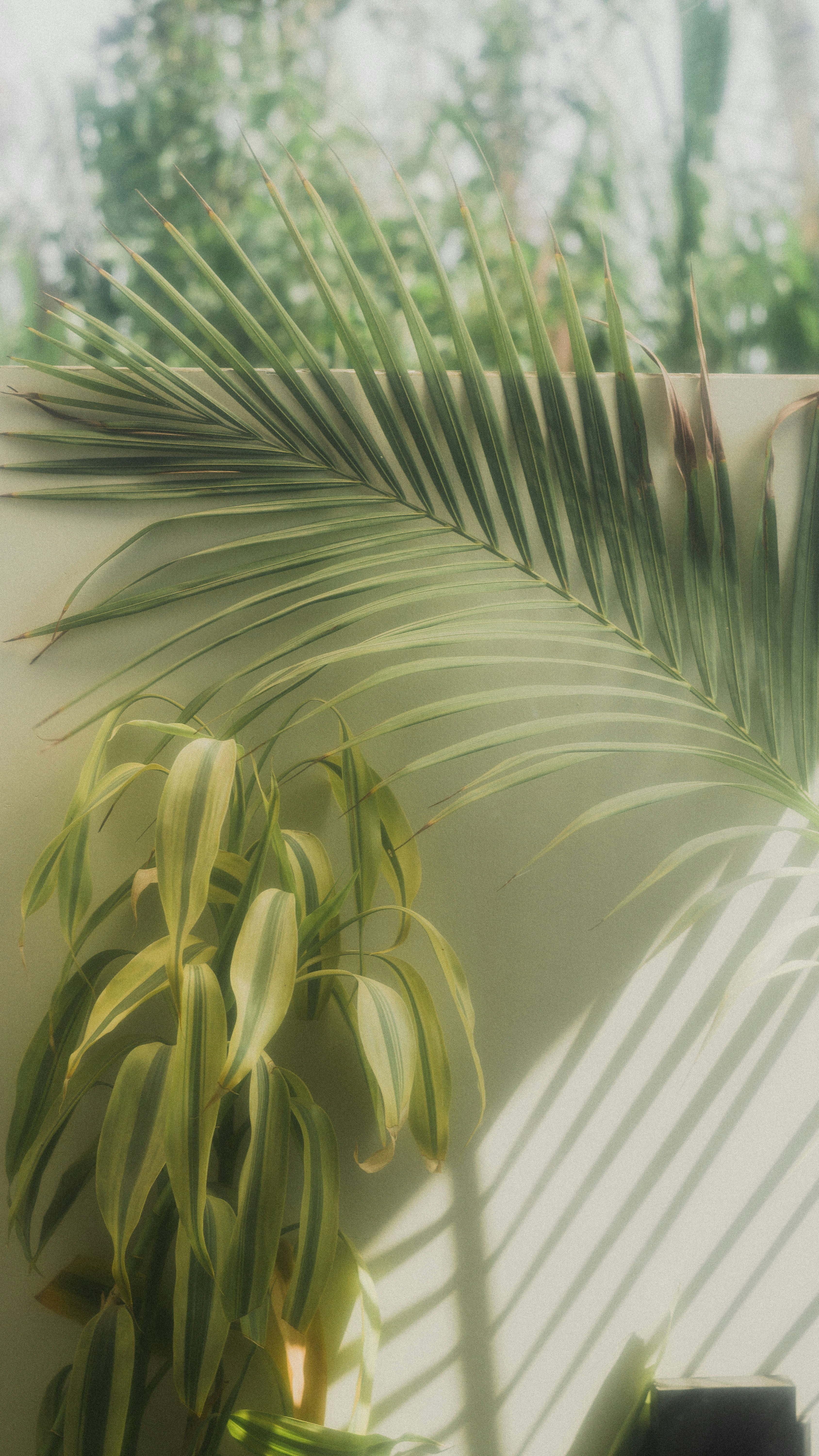 Diagonal Palm Frond Dances Across a Quiet, Sunlit Wall