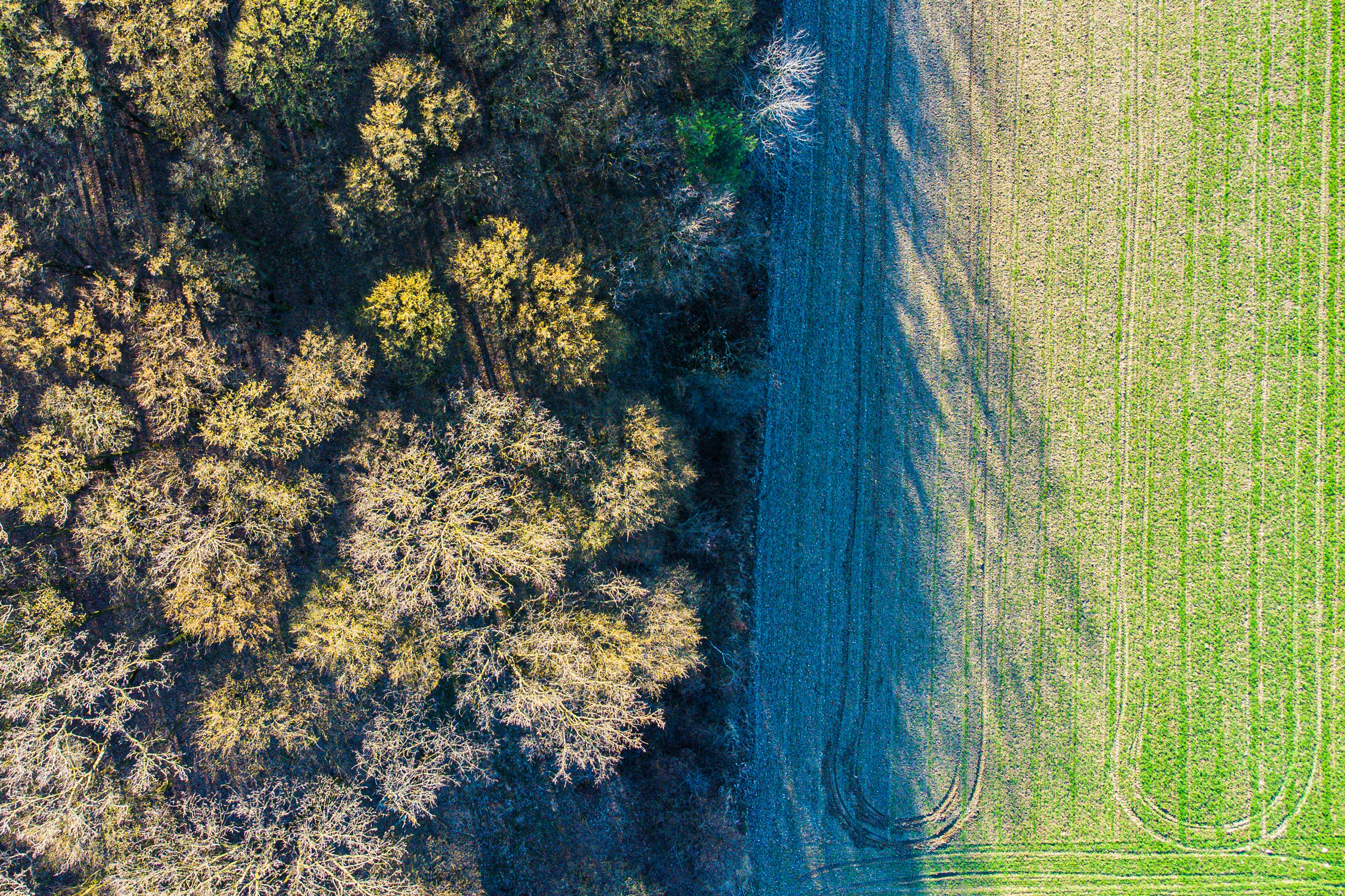 Forest and field divided by a shadow. photo – Free Forest Image on Unsplash