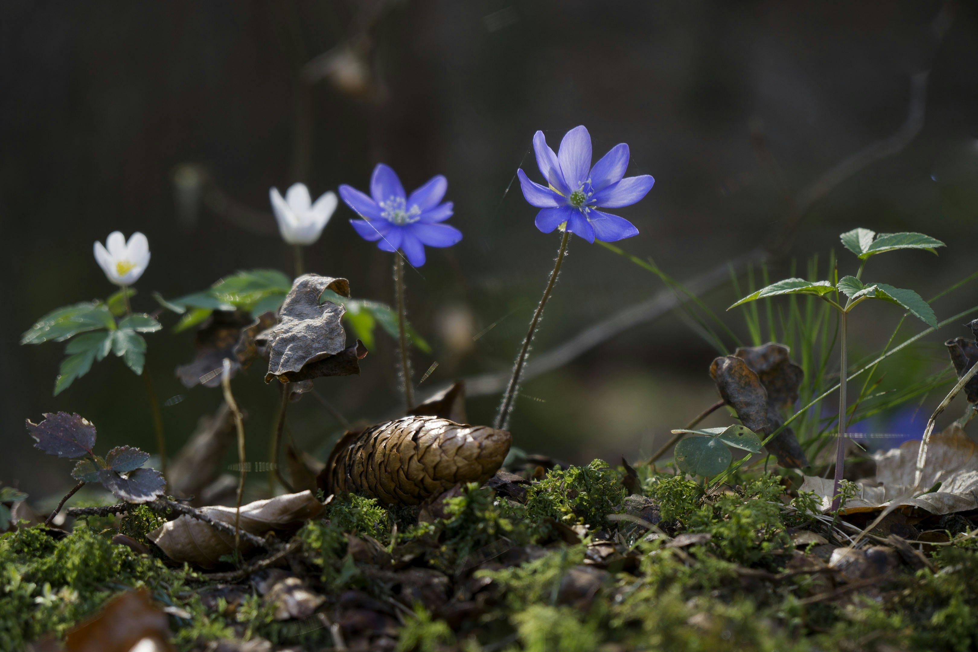 Bluebells in mossy woodland glow amid scattered autumn leaves