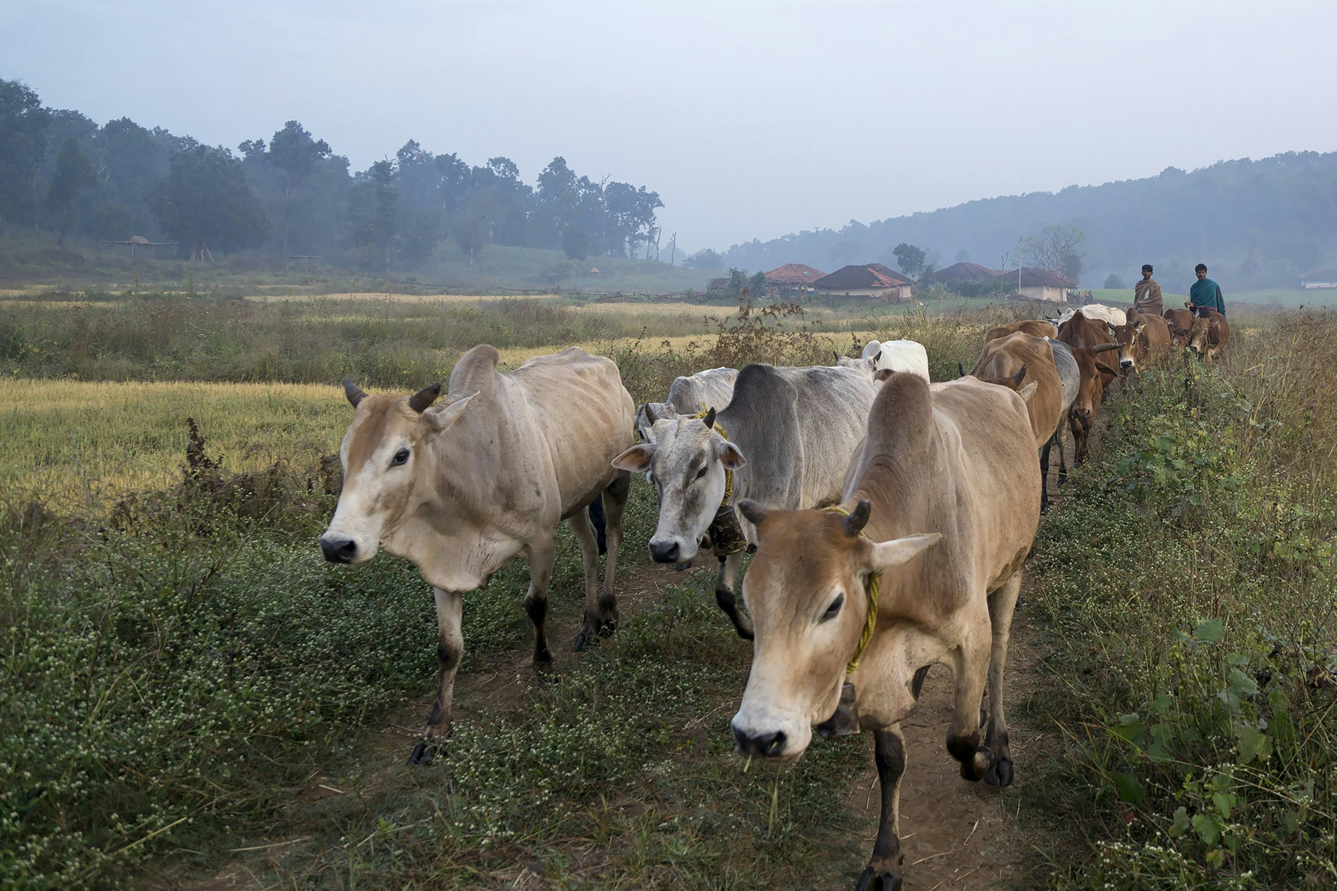 Cows are walking along a path in a rural setting. photo – Free Human ...