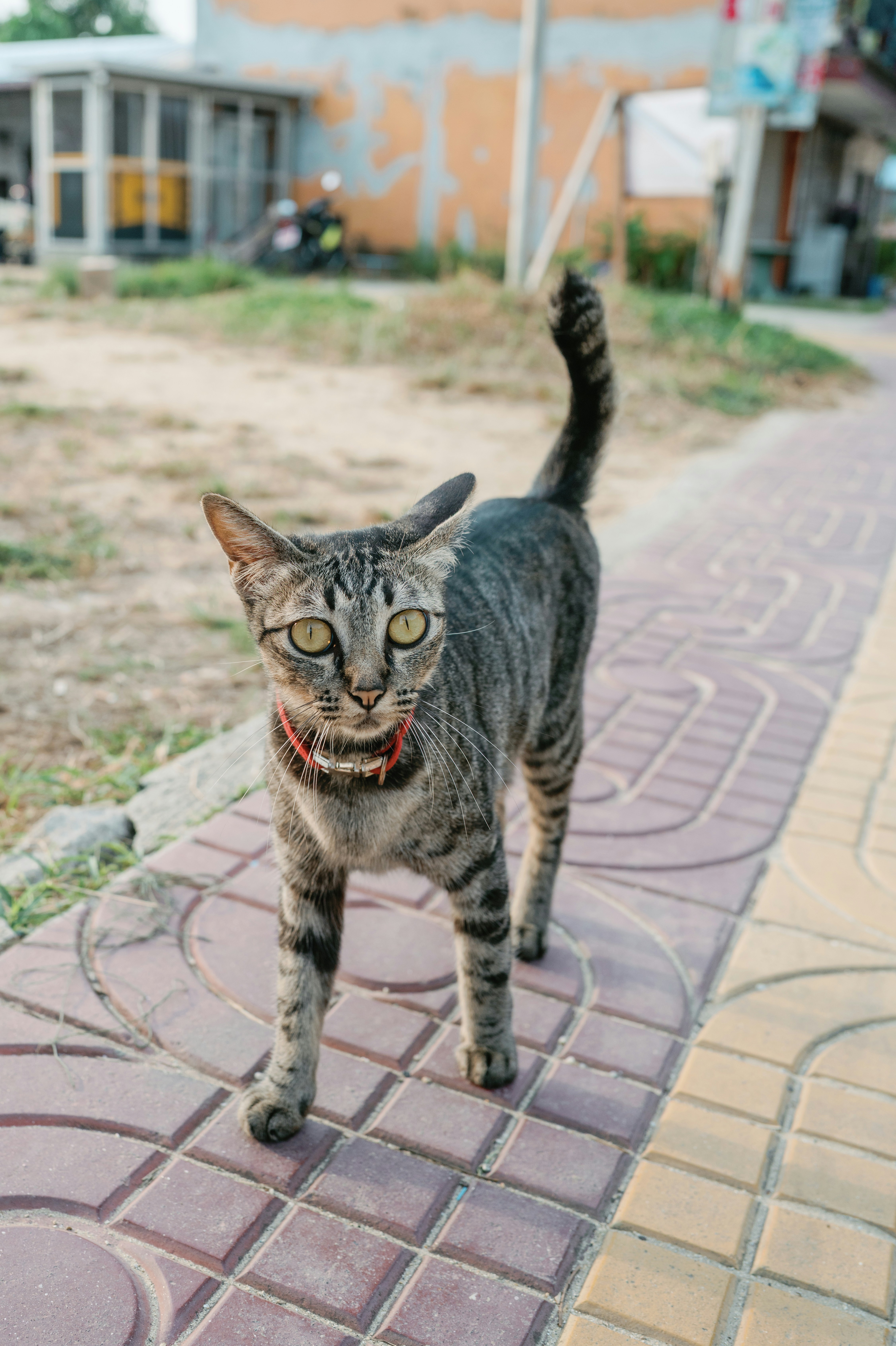 Curious Tabby Patrols a Checkerboard Path in a Quiet Street