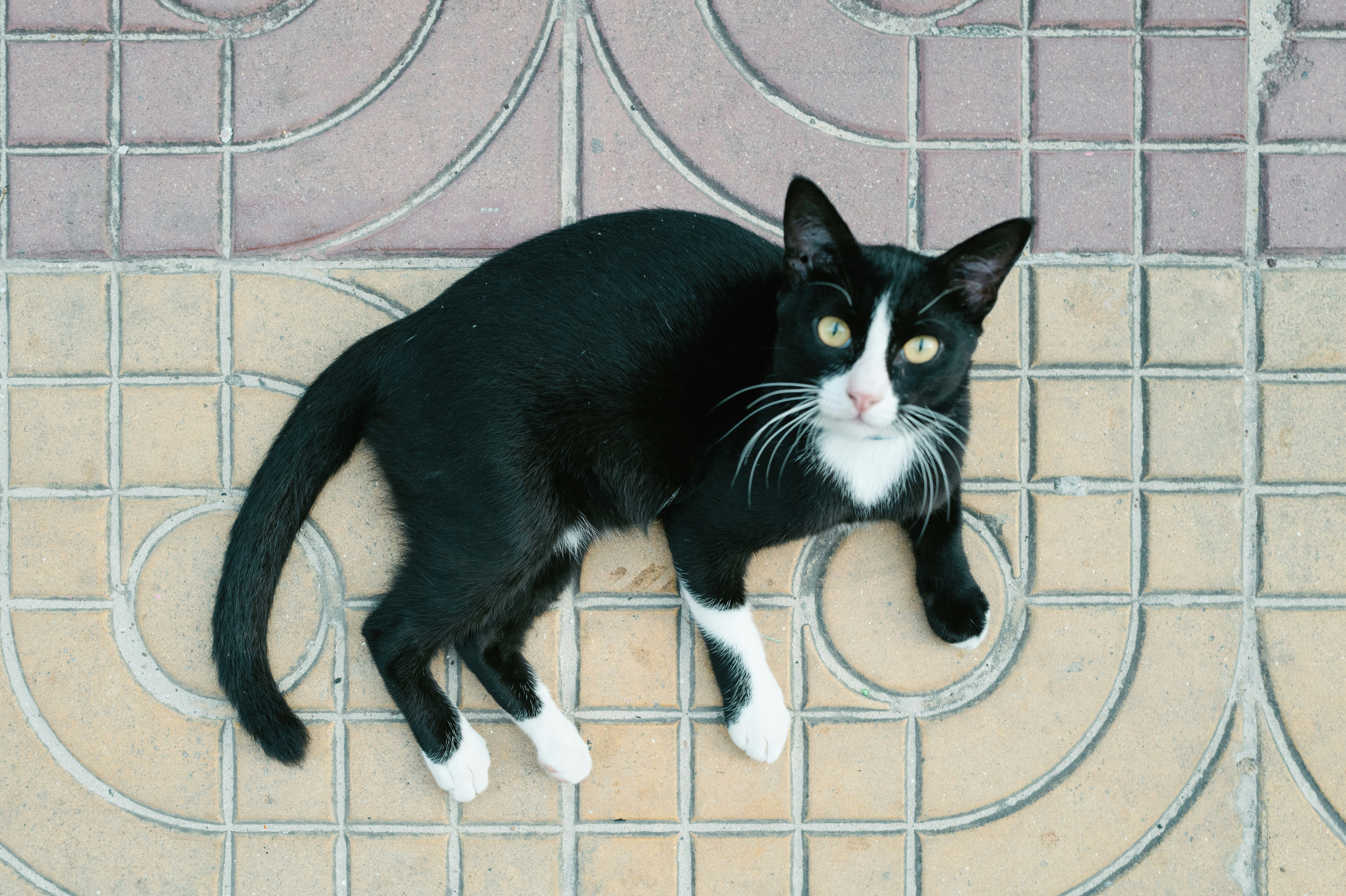 Tuxedo Cat on a Circular Tile Mosaic, Quiet Gaze