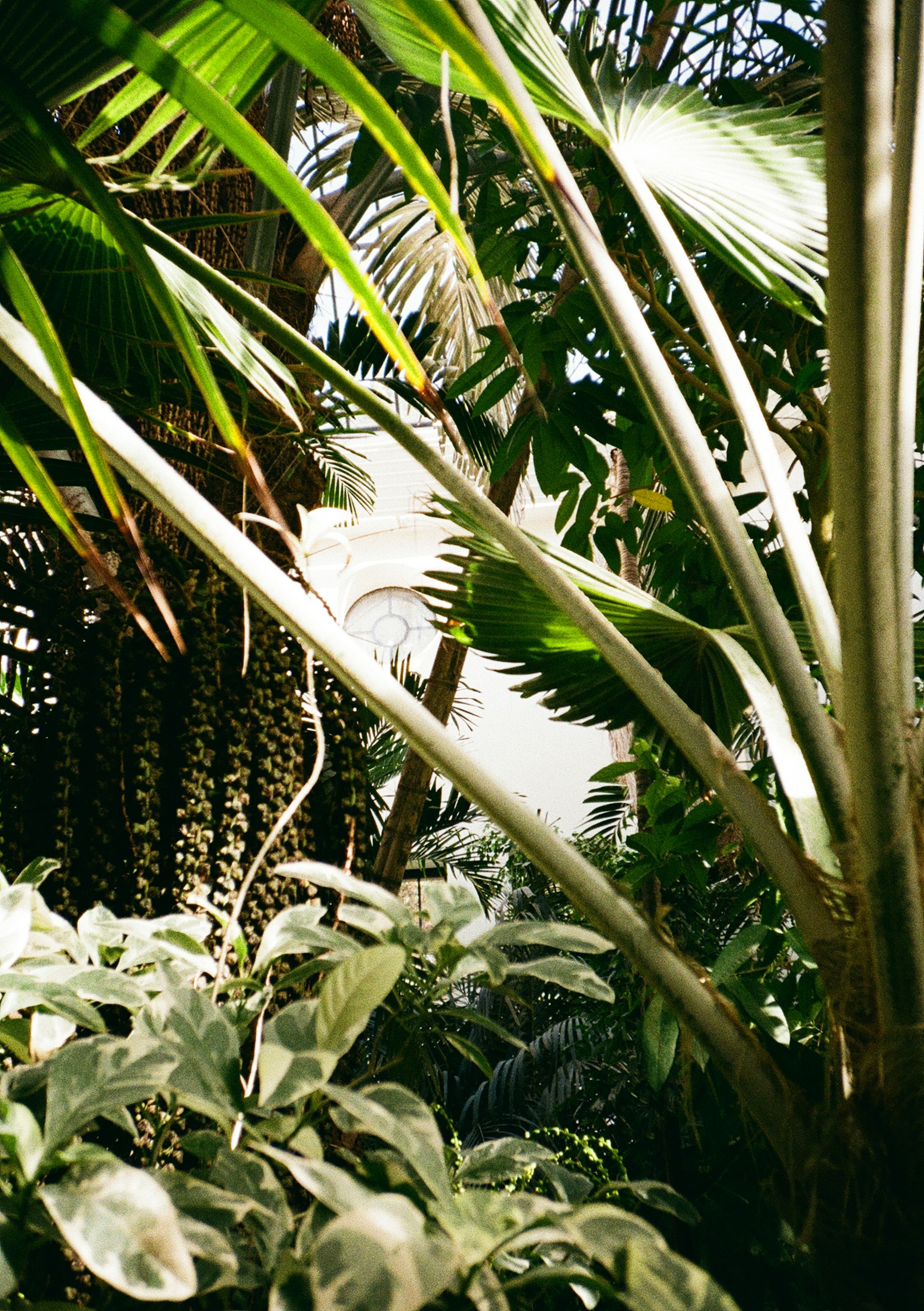 Lush greenery and palms in a tropical forest. photo – Free Film ...