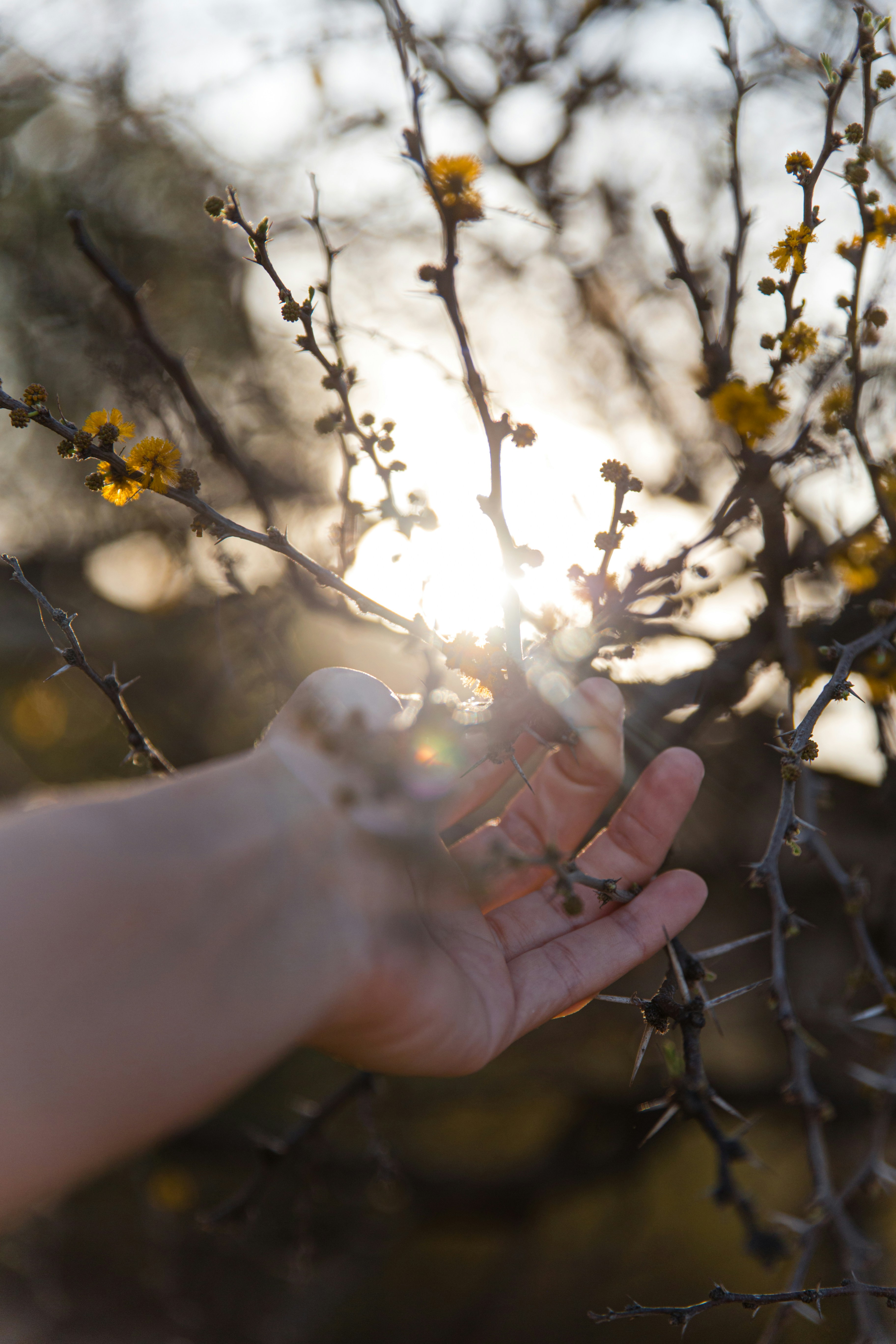 Mano tocando una rama en flor con la luz del sol. foto – Imagen de Flor ...