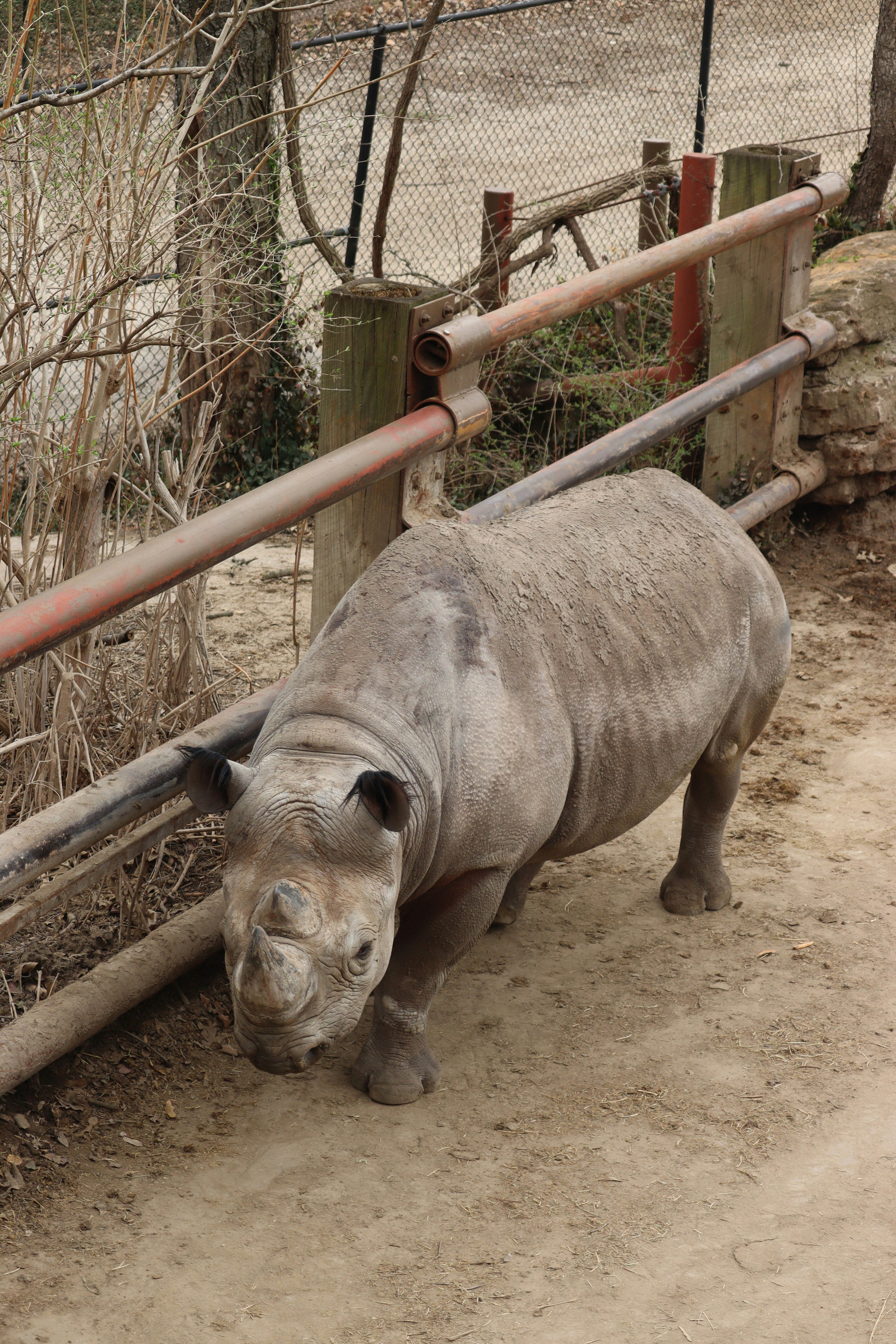 Un rinoceronte camina junto a la valla en un día soleado. foto – Imagen ...