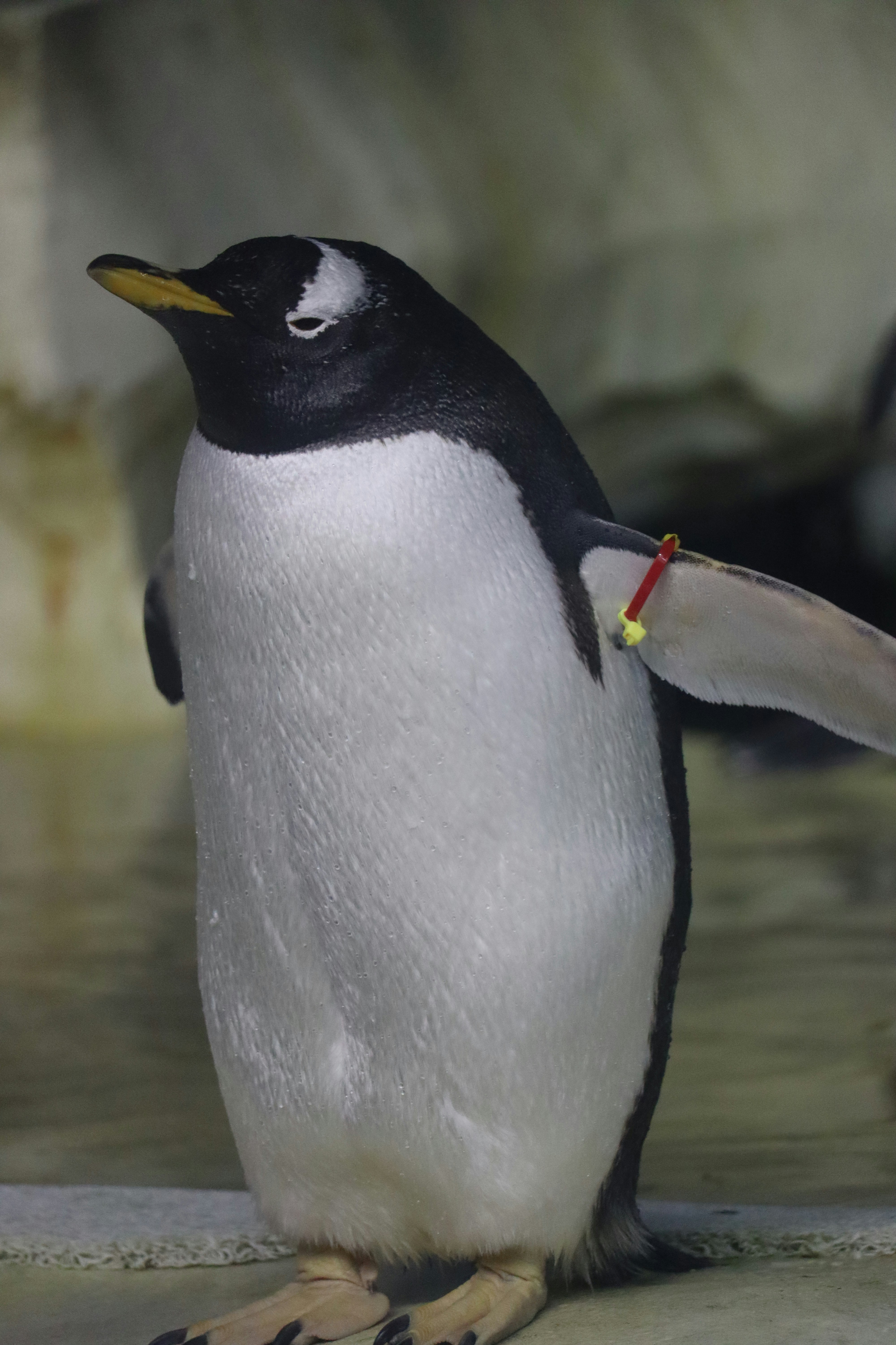 Photo by utsav siwakoti with Canon EOS 250D