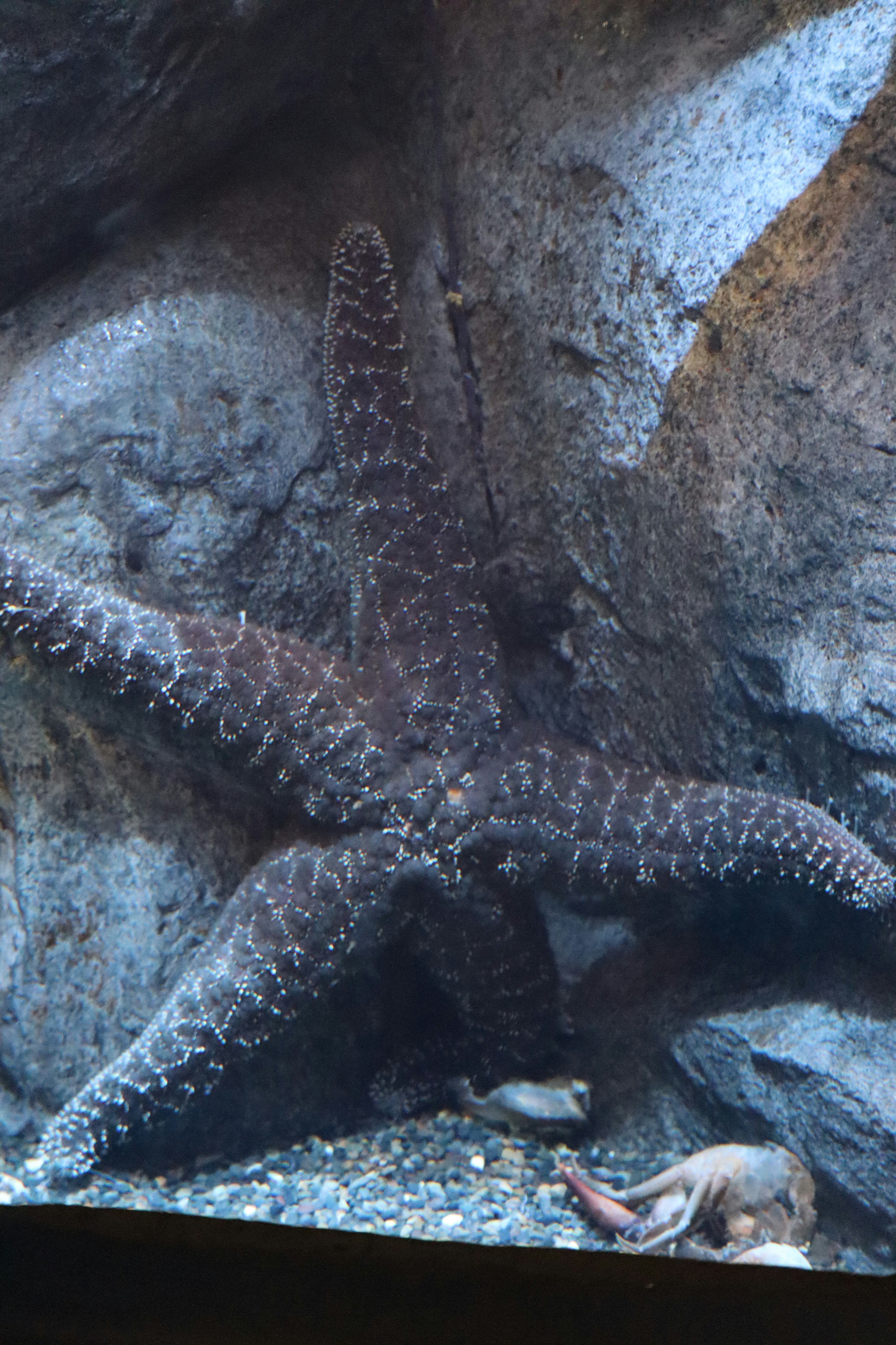 Five-Armed Starfish on a Weathered Rock Canvas
