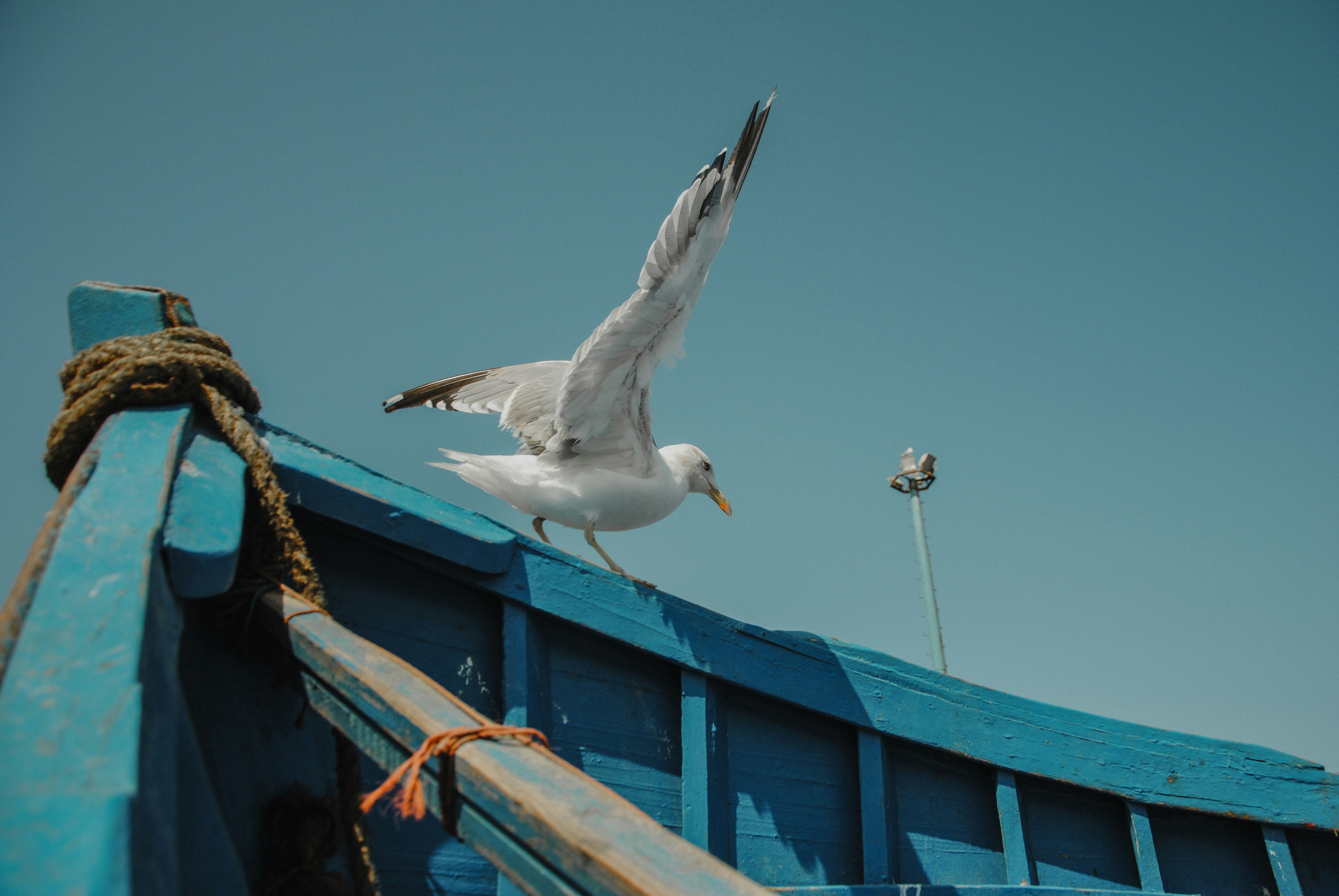 A seagull lands on the blue boat's bow. photo – Free Sea Image on Unsplash