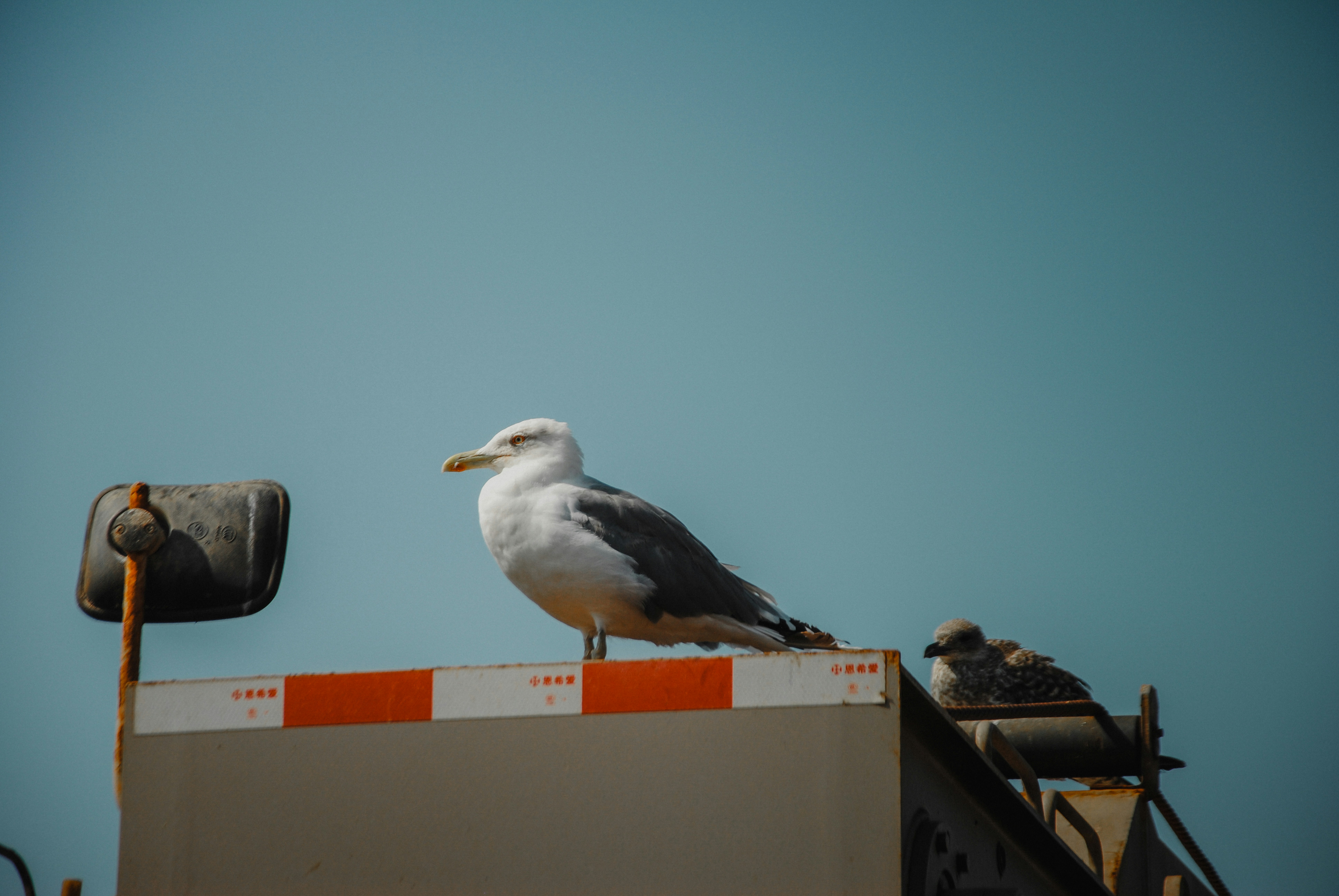 Seagull at the Edge: Perched Over a Striped Rooftop Barrier