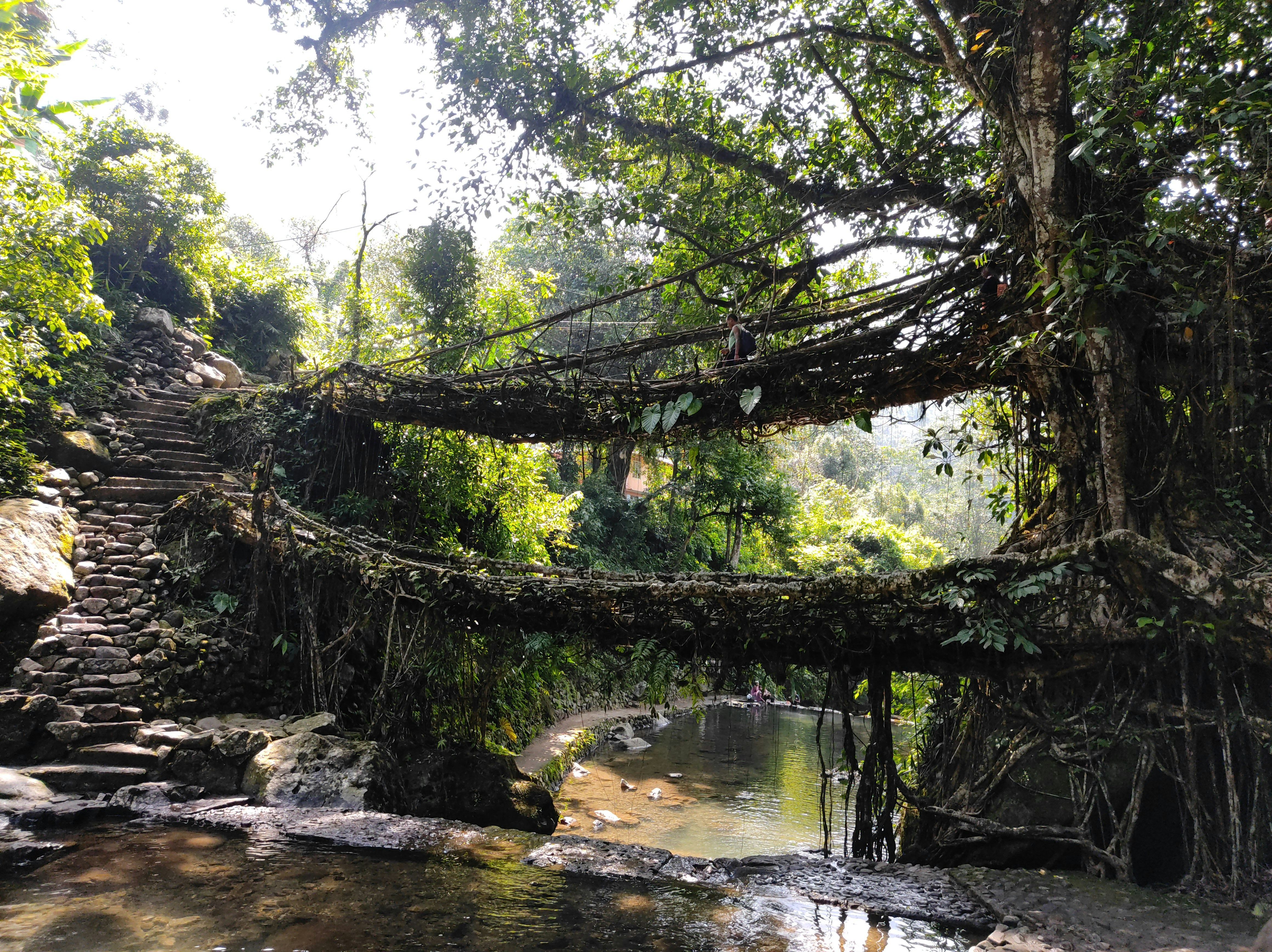 A beautiful living root bridge spans a stream. photo – Free Waterfall ...