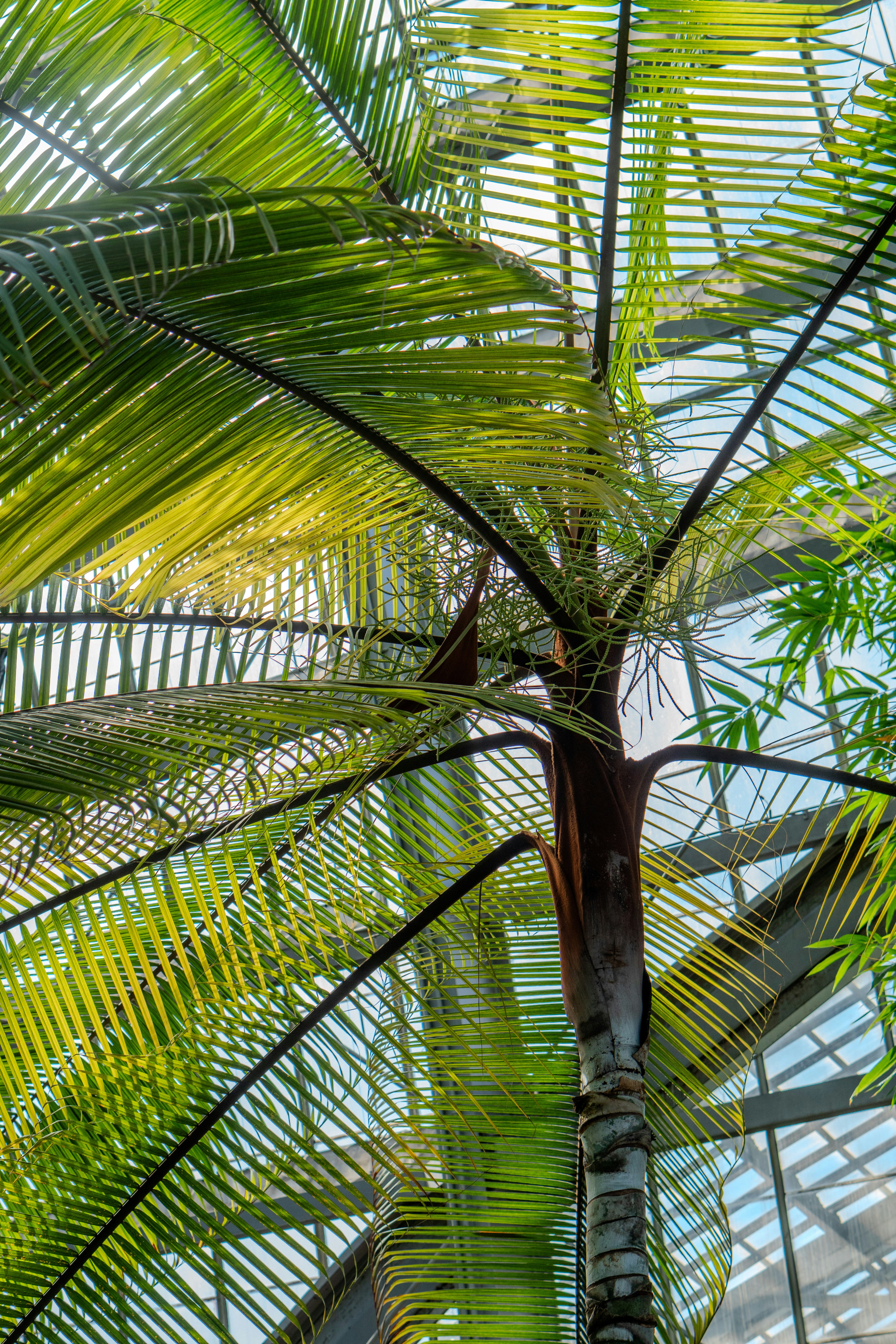 Lush palm fronds arching gracefully under a glass roof, showcasing the interplay of light and shadow in a botanical setting.