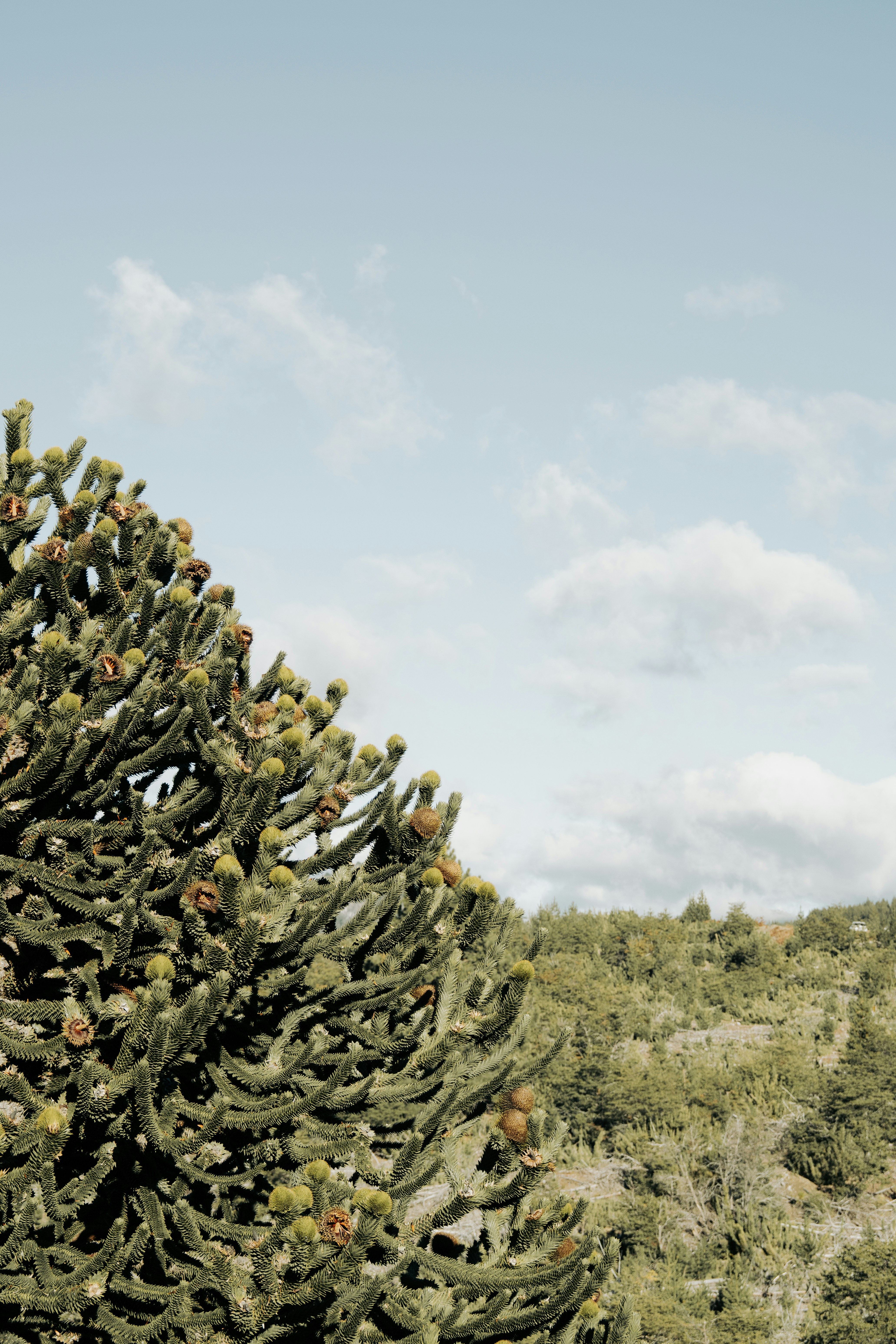 Tree and landscape contrast against cloudy sky.