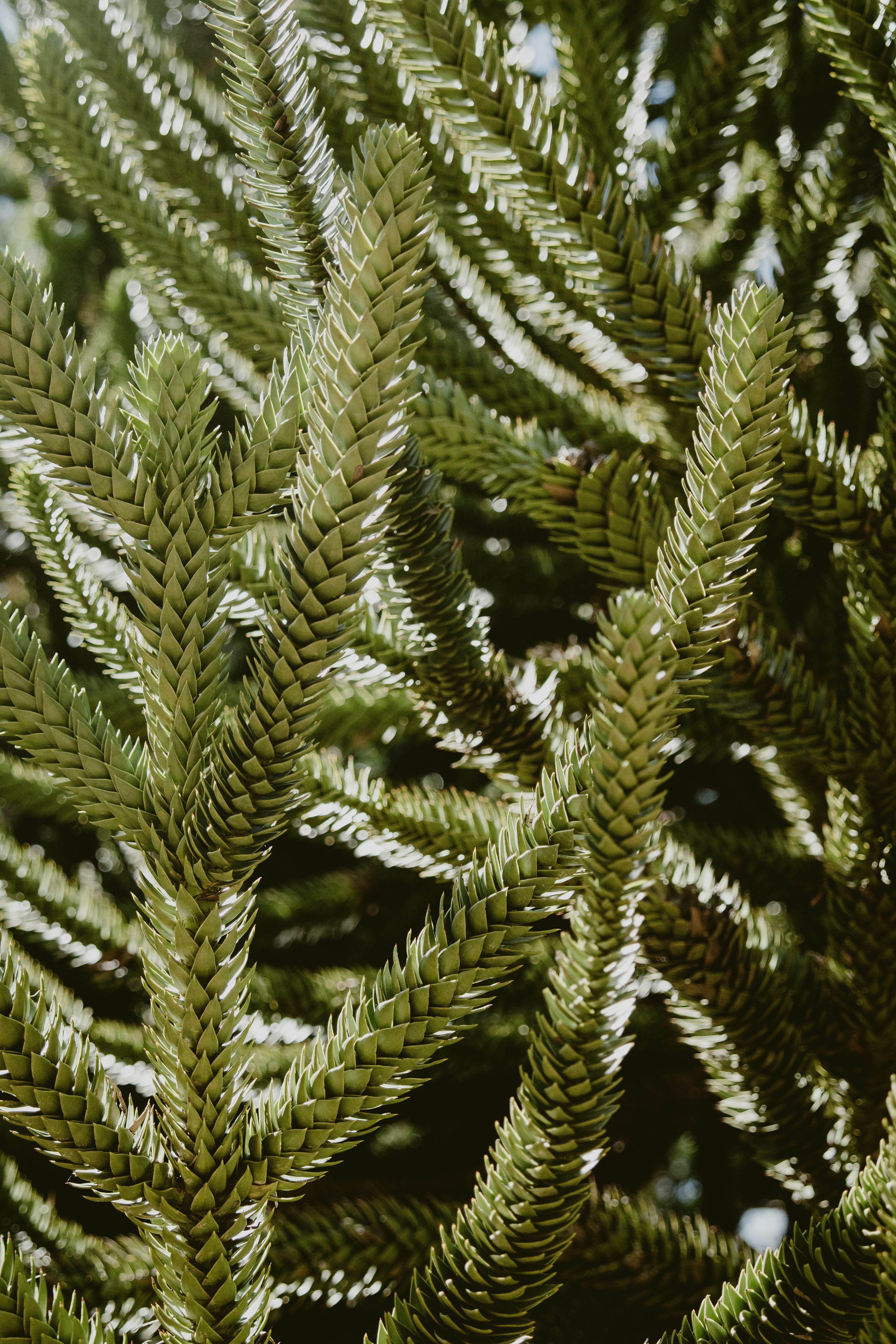Close-up view of the spiky, green tree branches. photo – Free Natural ...