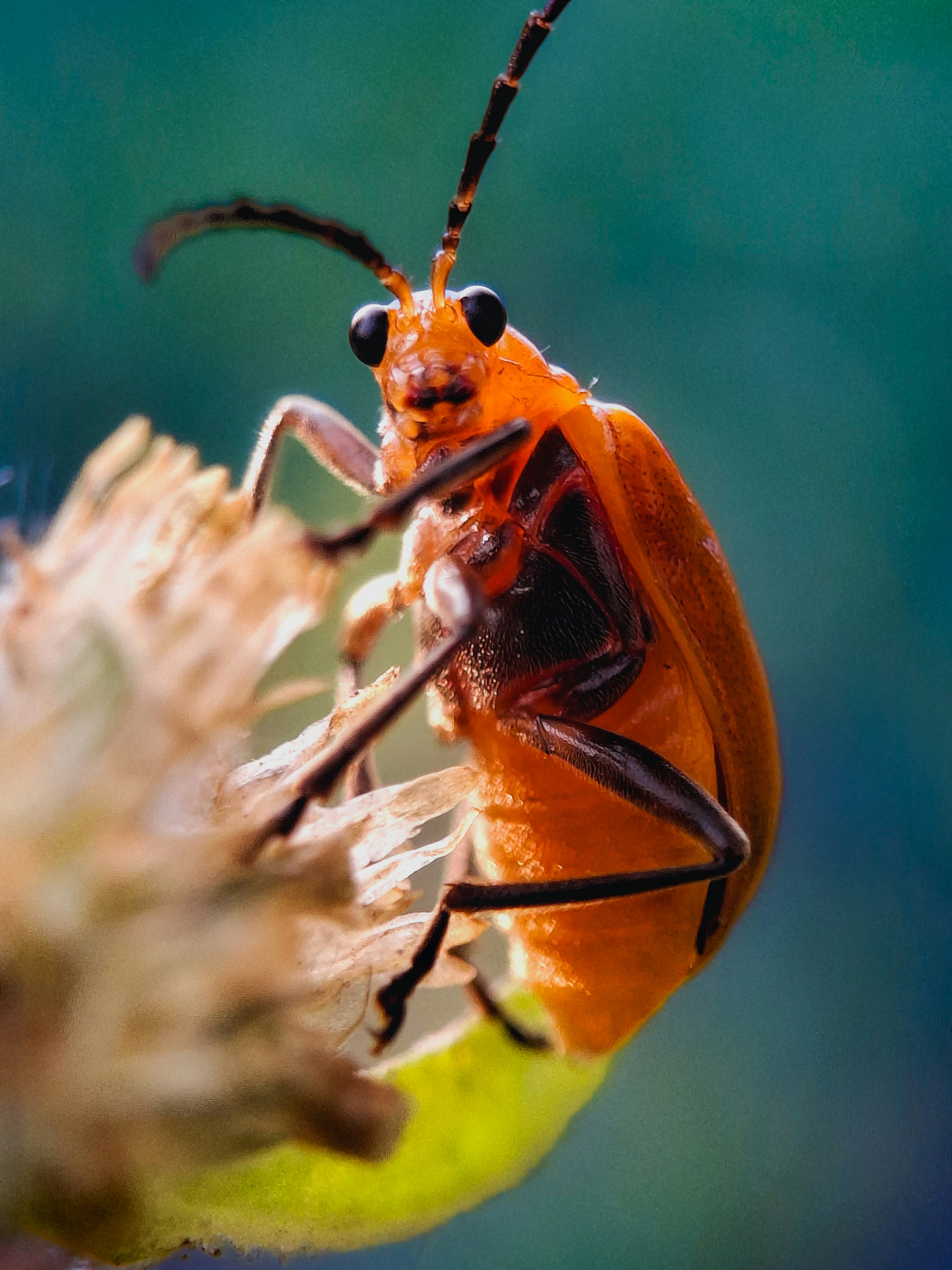 A close-up photo of an orange beetle. photo – Free Animal Image on Unsplash