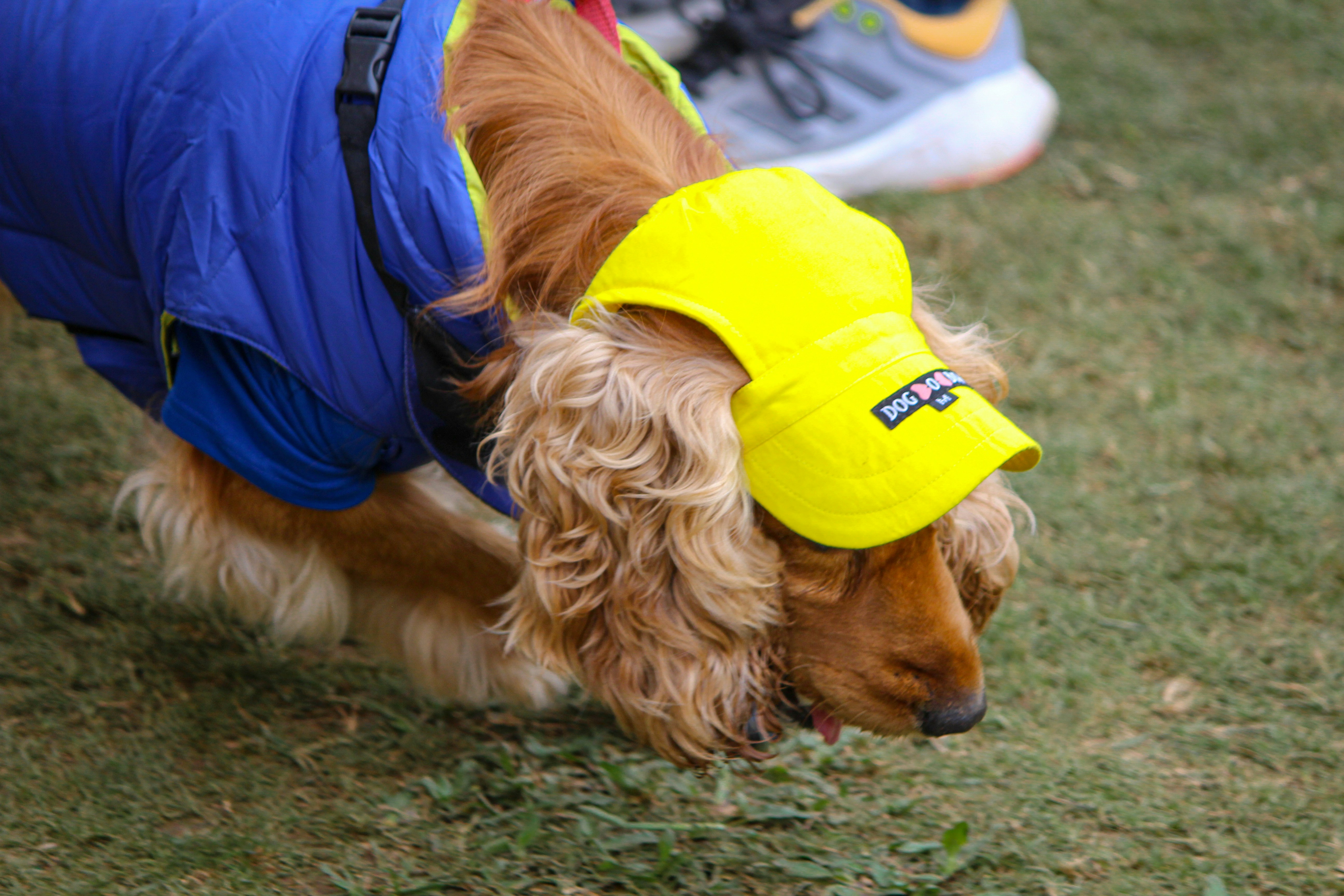 Yellow Cap, Blue Coat: A Dog at Ground Level in Motion
