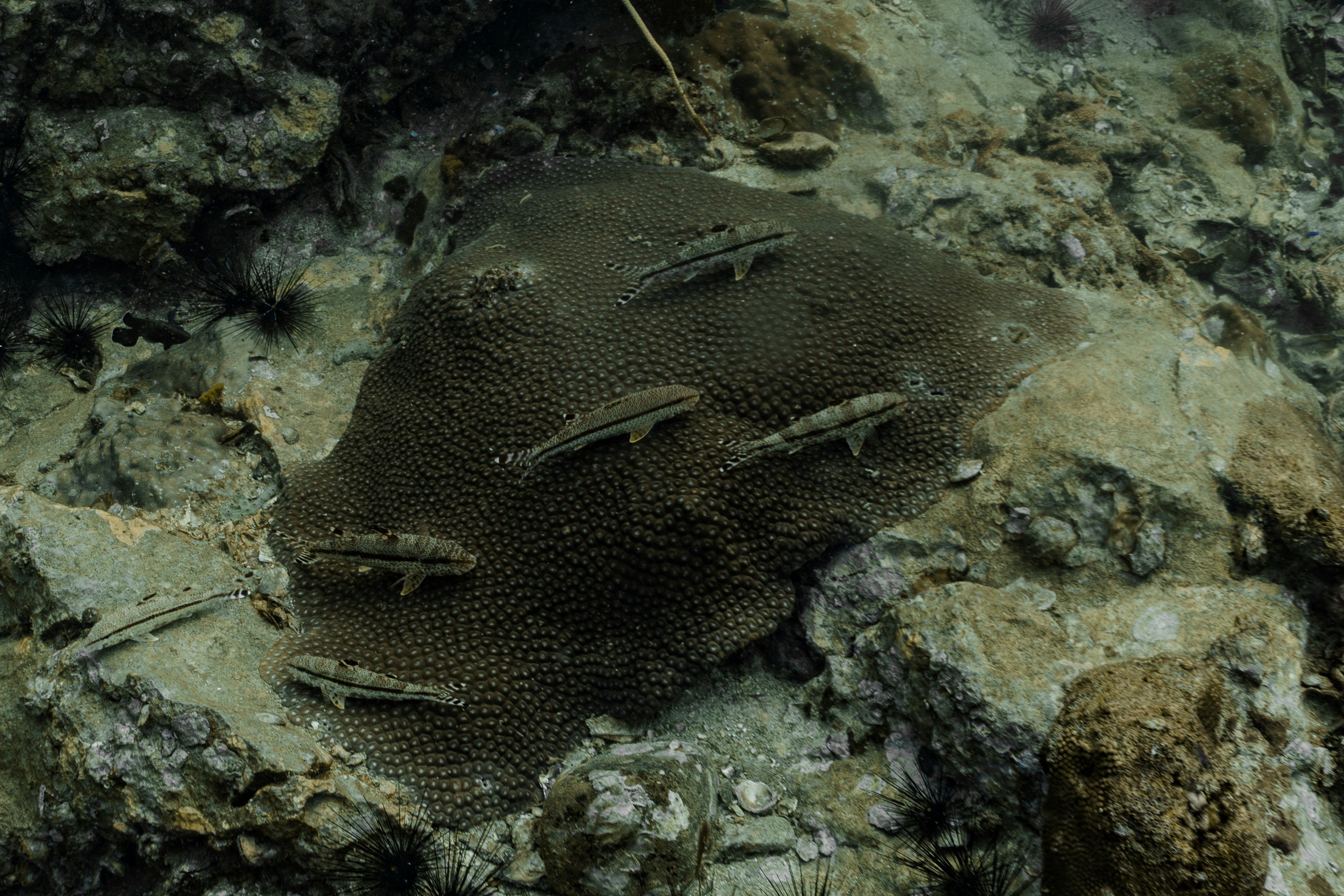Honeycomb Crown: Close-Up of a Circular Coral Mosaic