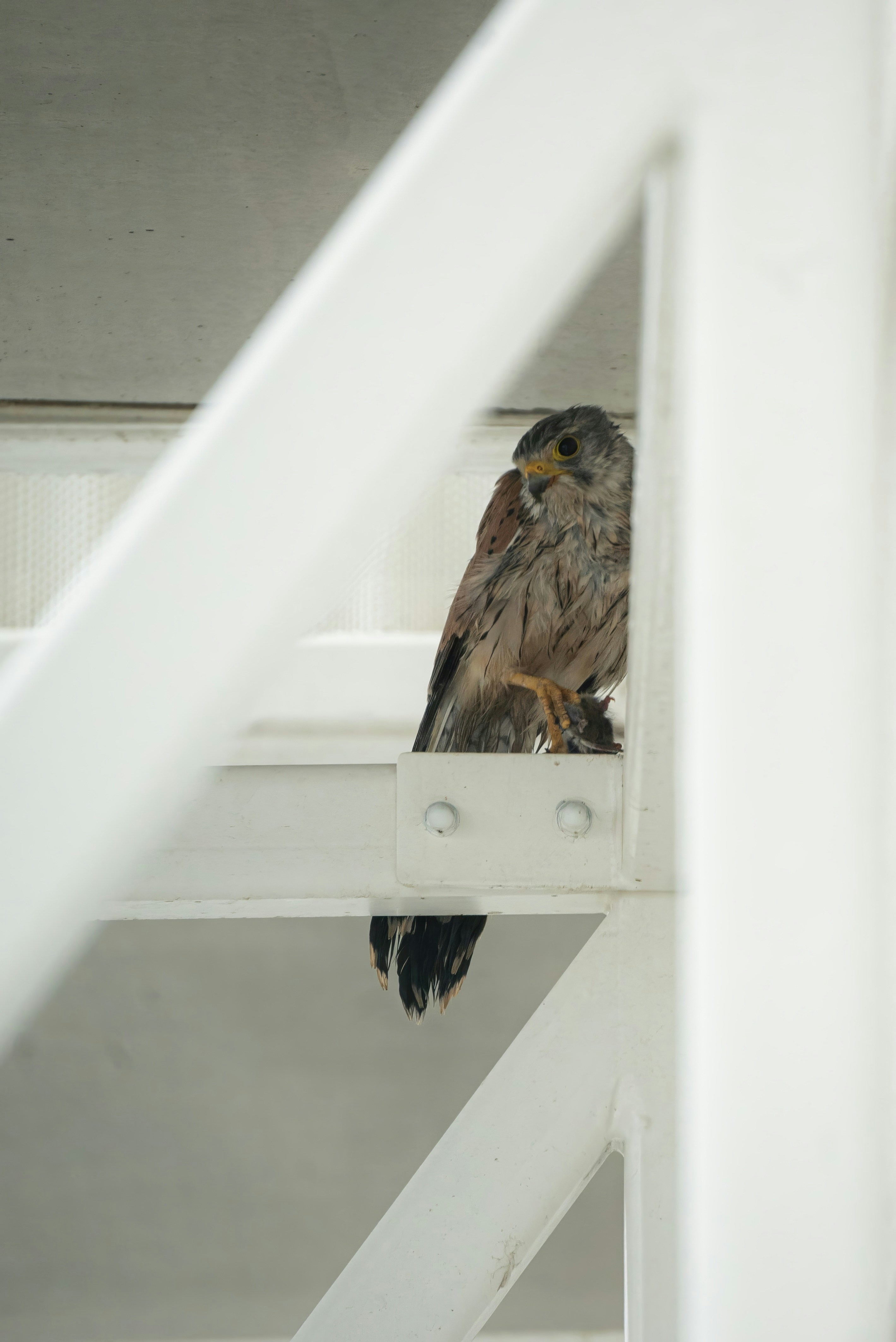 Urban Perch: A Hawk's Rest Among Steel Beams