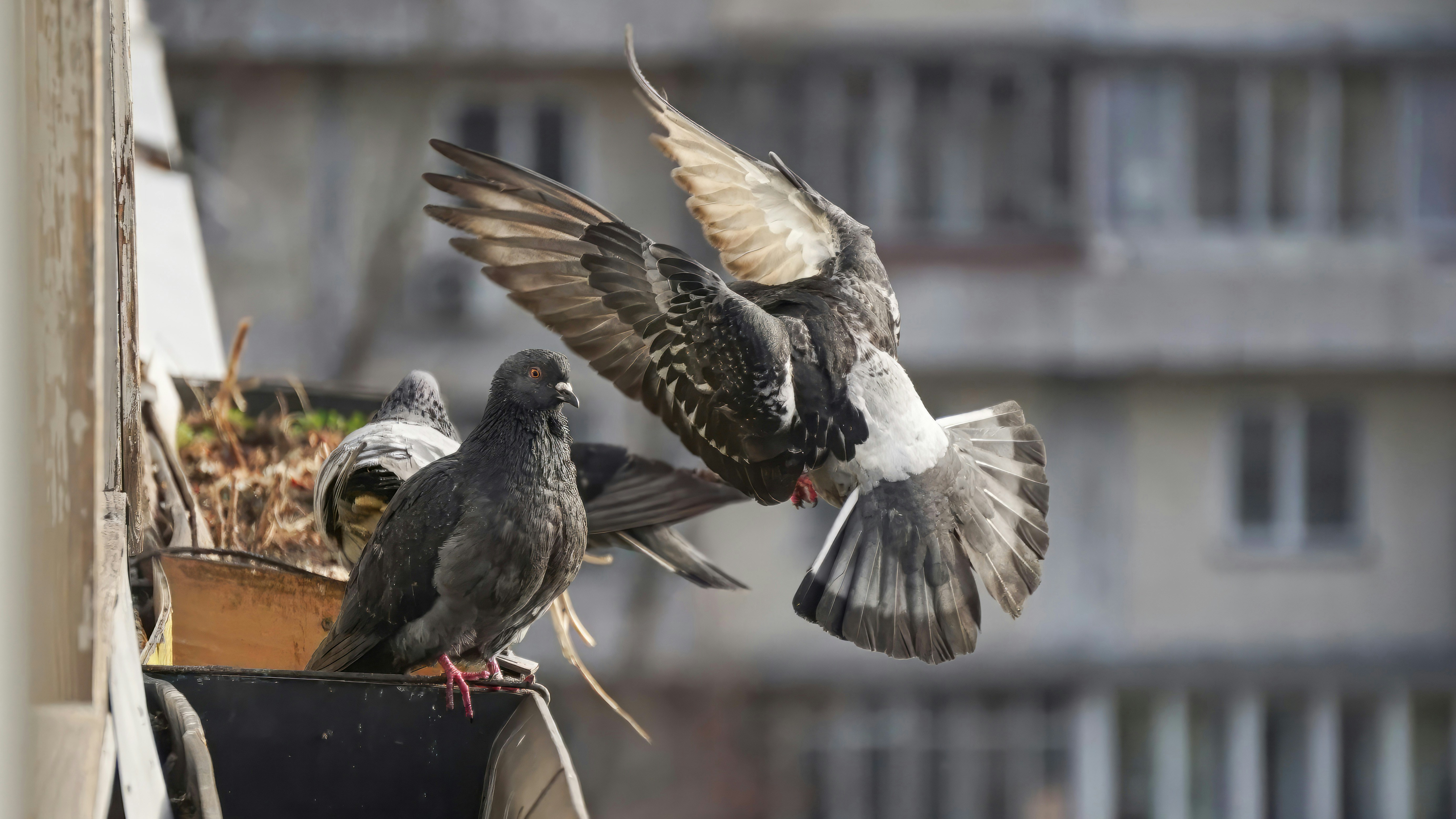 Pigeons are perched and taking flight. photo – Free Animal Image on ...