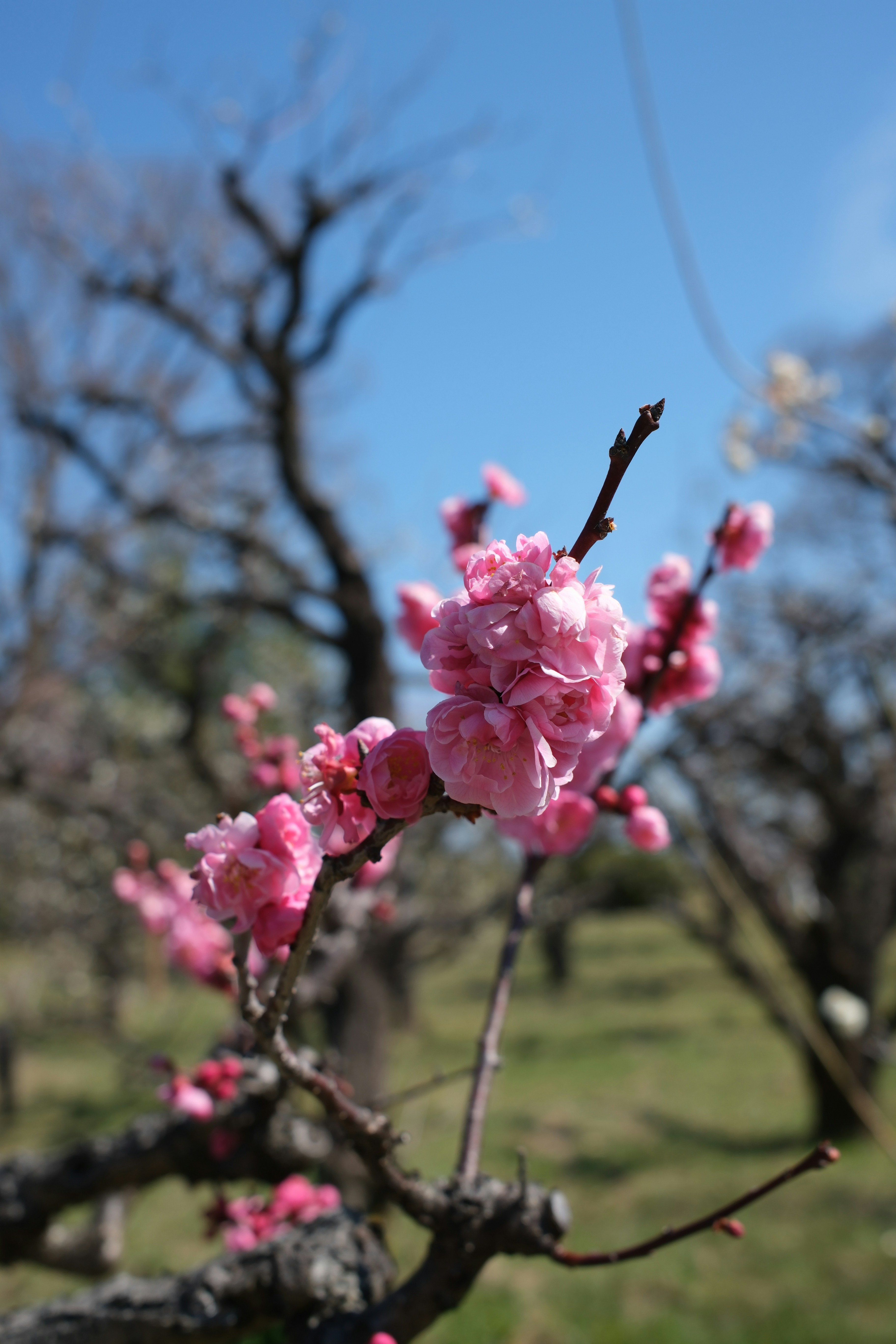 Soft-Pink Buds on a Weathered Branch Under a Clear Spring Sky