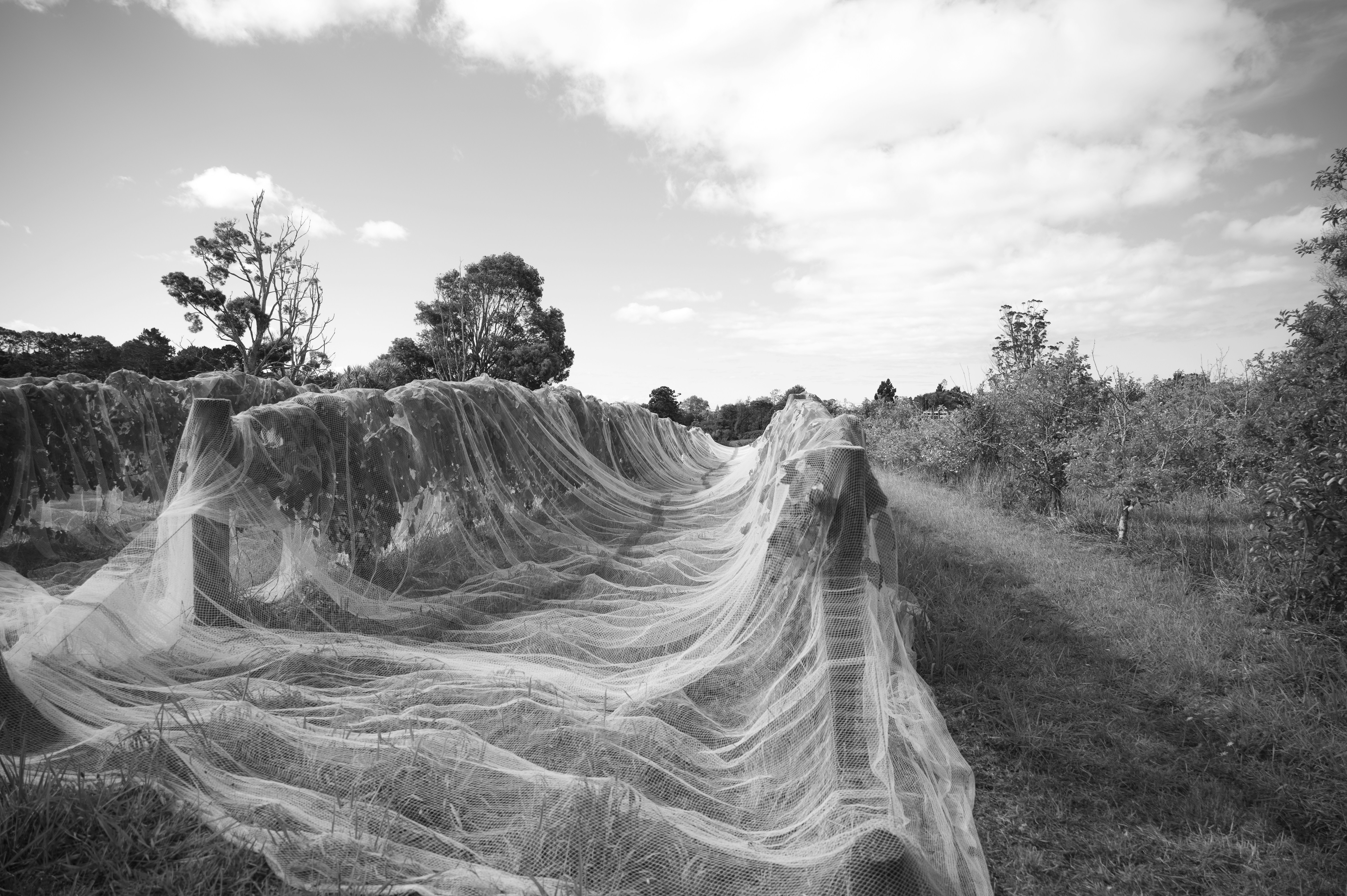 Waves of Netting Across a Quiet Rural Field
